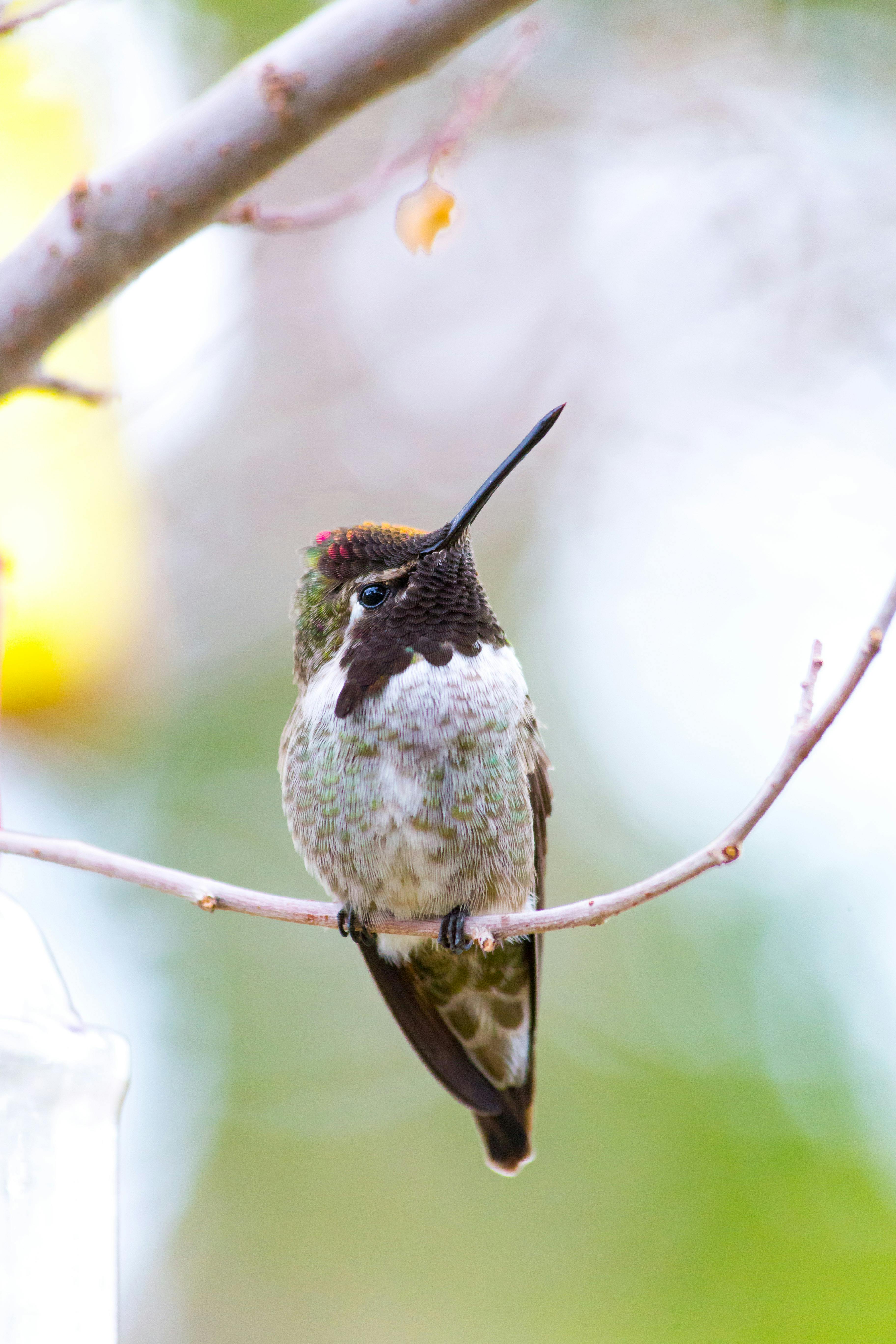 Hummingbirds Sitting on Branches · Free Stock Photo
