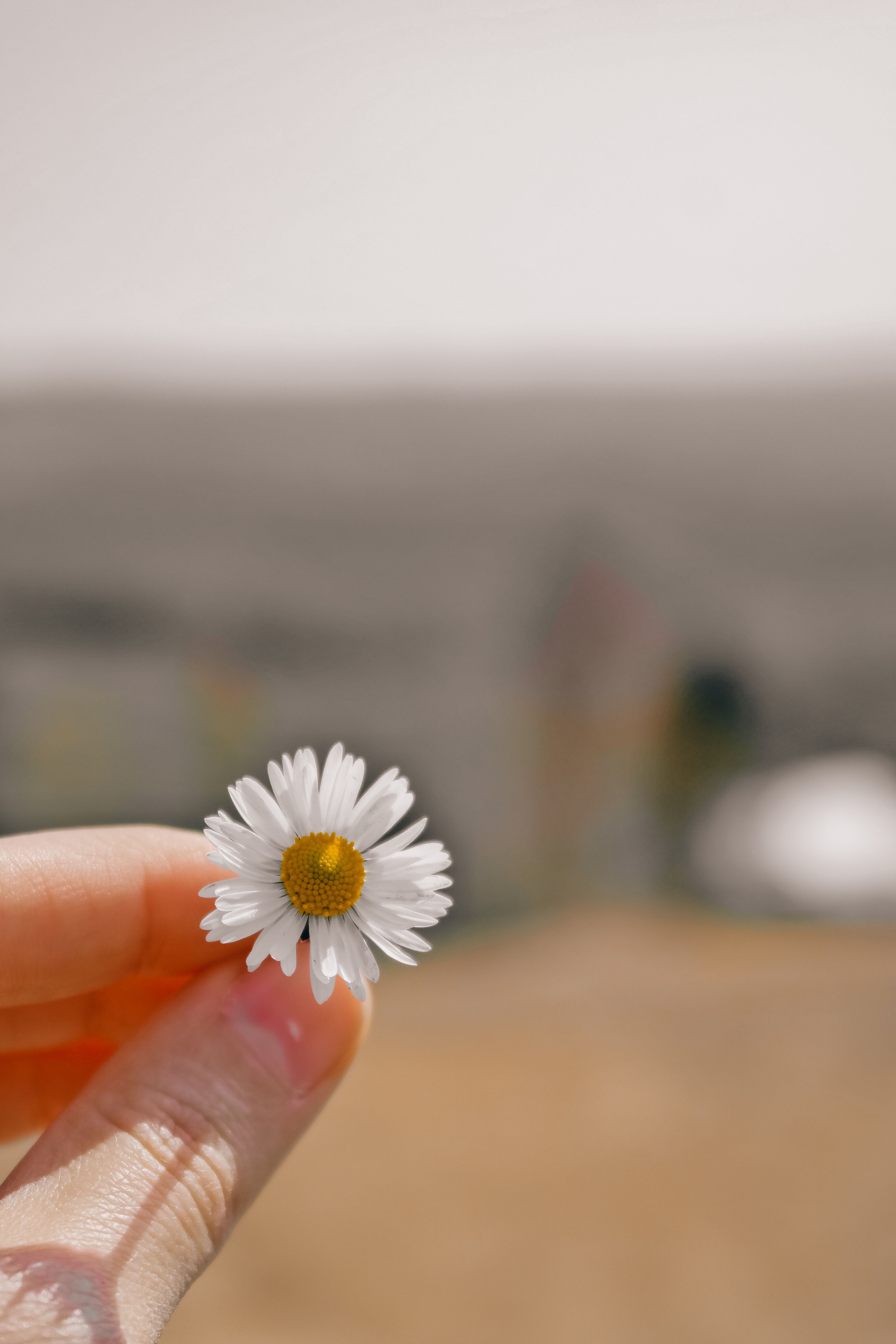 Daisy in Hand · Free Stock Photo