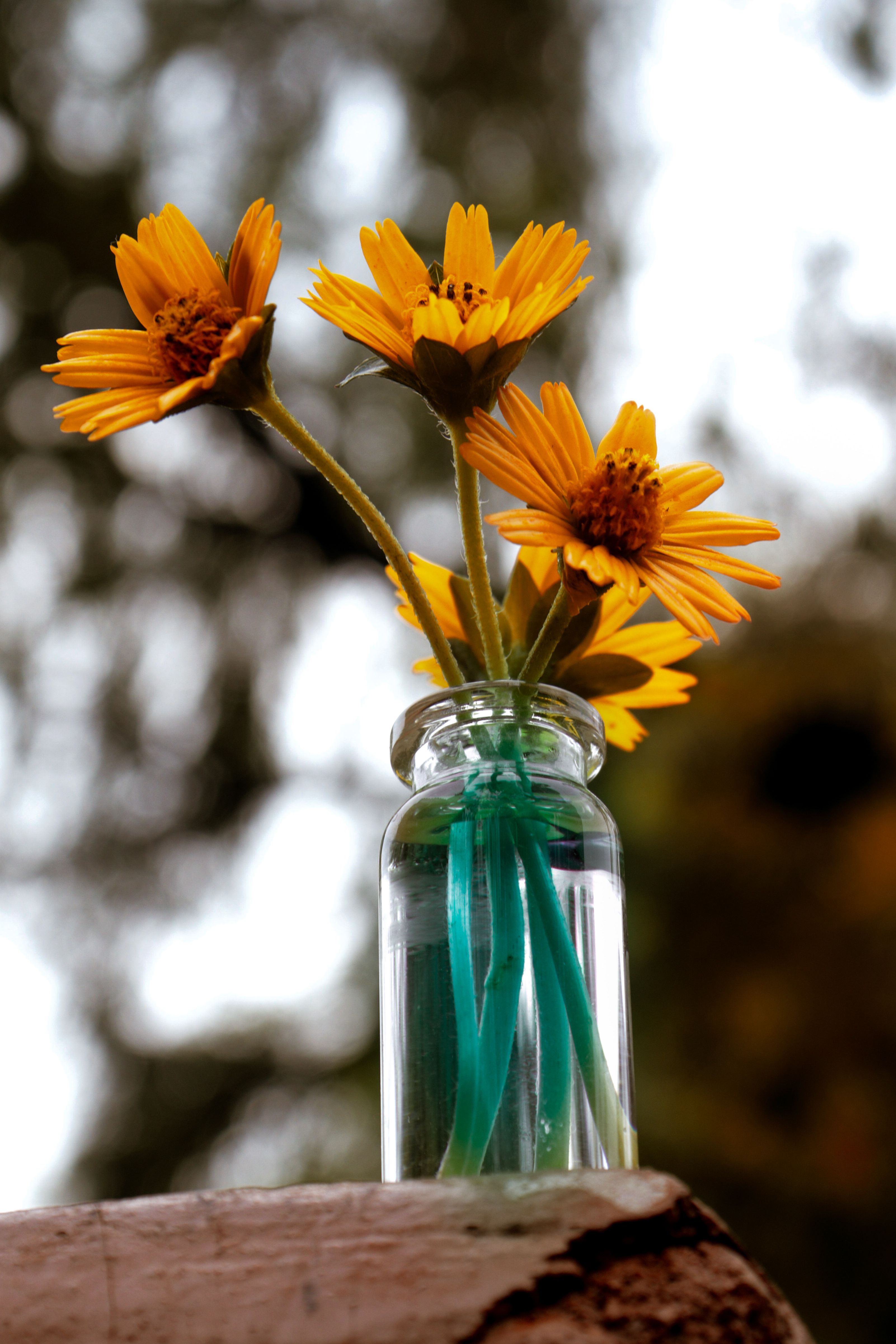 Flowers Behind a Translucent Glass · Free Stock Photo