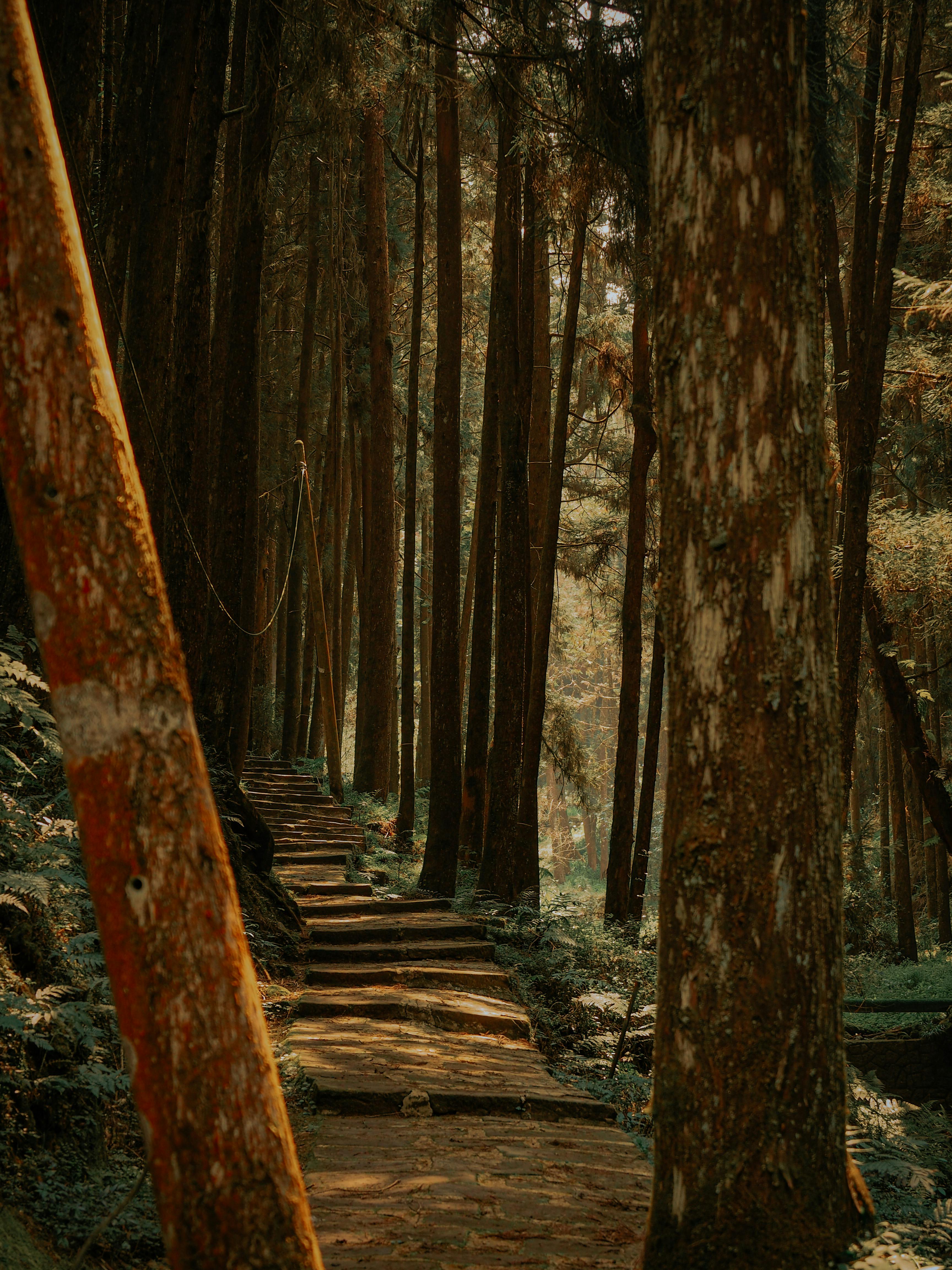 A Pathway Near the Tree Trunks at the Park · Free Stock Photo