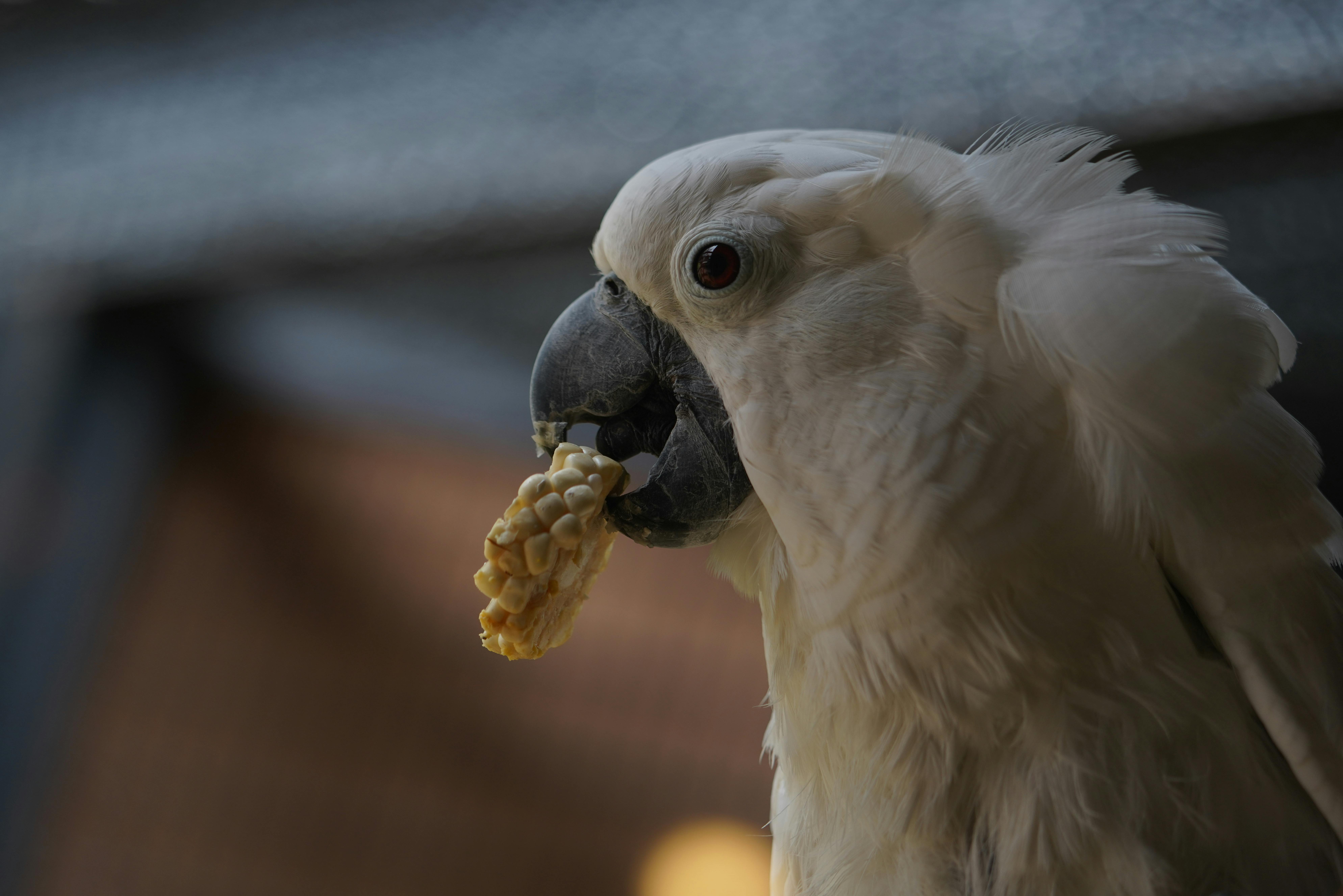 Close-Up Shot of White Bird Eating a Yellow Corn · Free Stock Photo