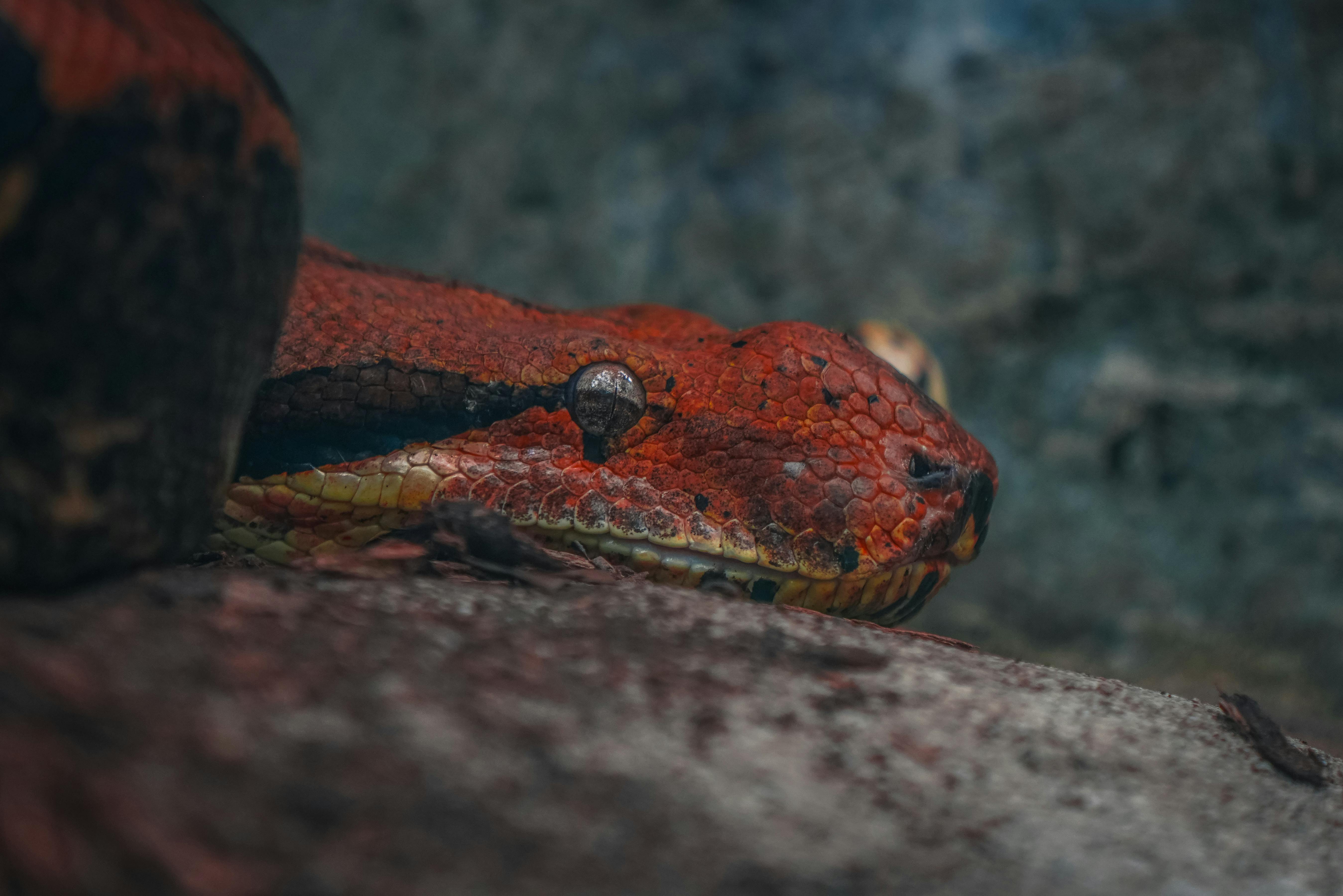 Red Head Snake Photos, Download The BEST Free Red Head Snake Stock ...