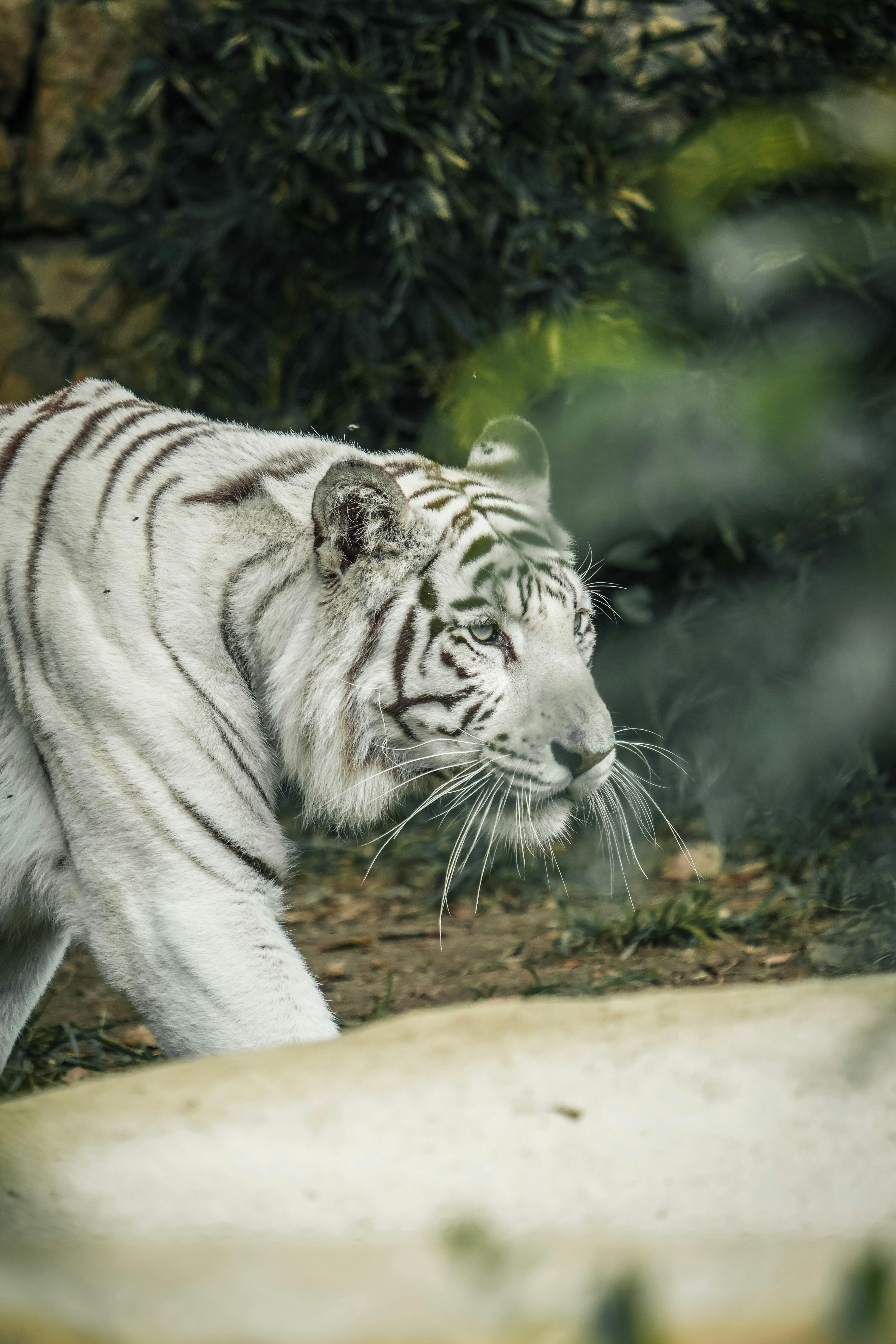500+ Best Tiger Images · 100% Free Download · Pexels Stock Photos