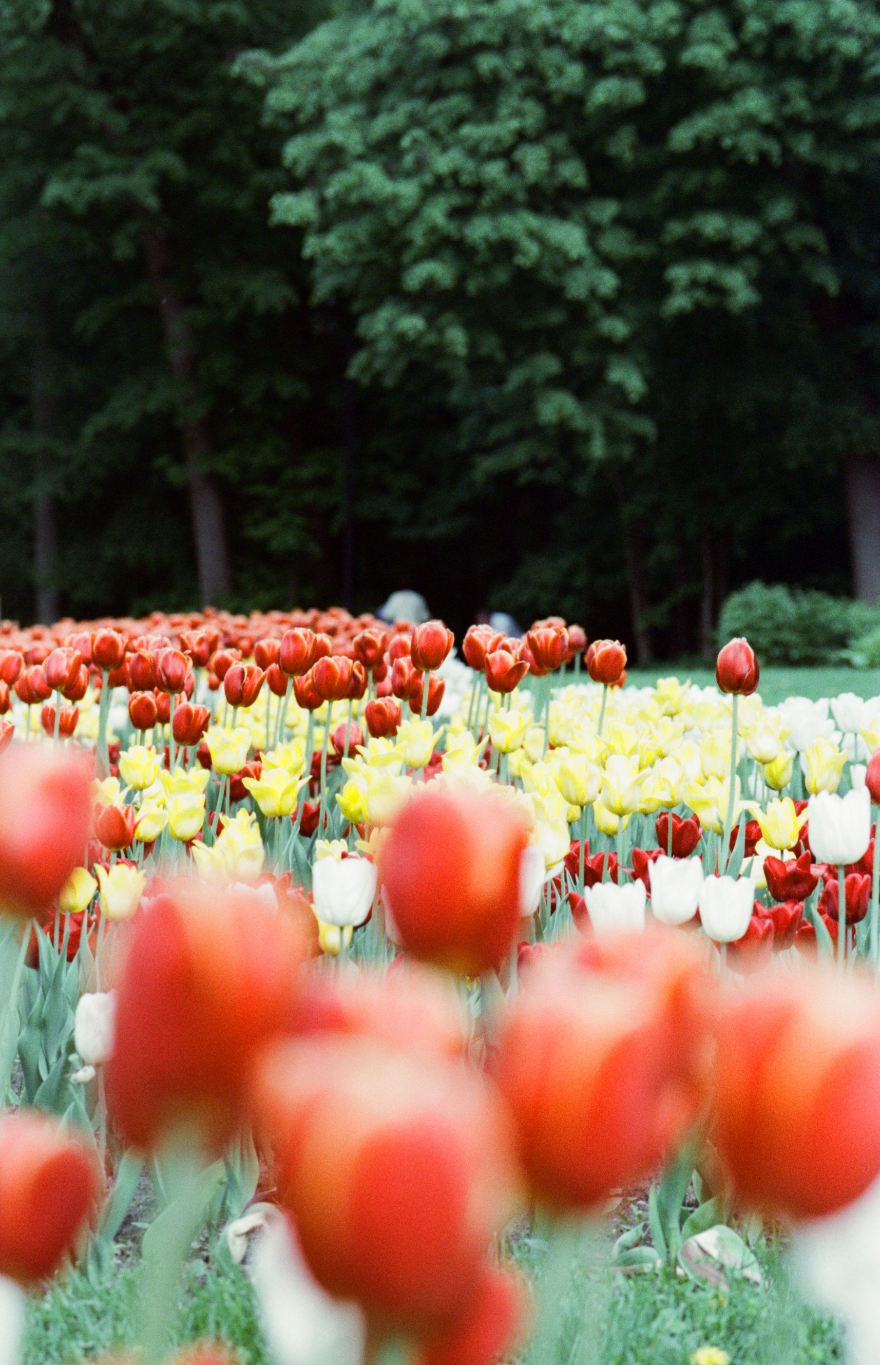 Tulips in Bloom · Free Stock Photo