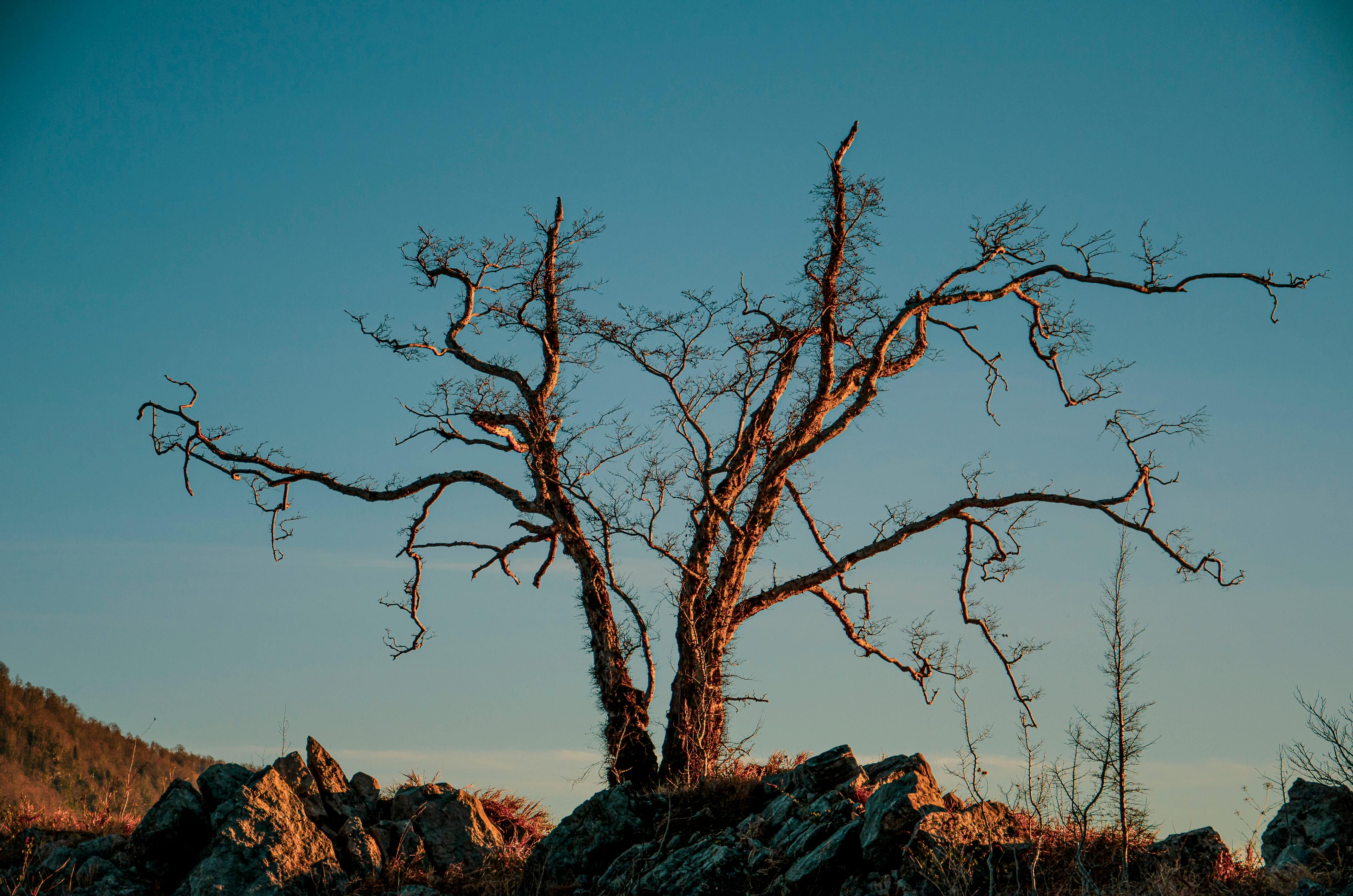 A Leafless Tree · Free Stock Photo