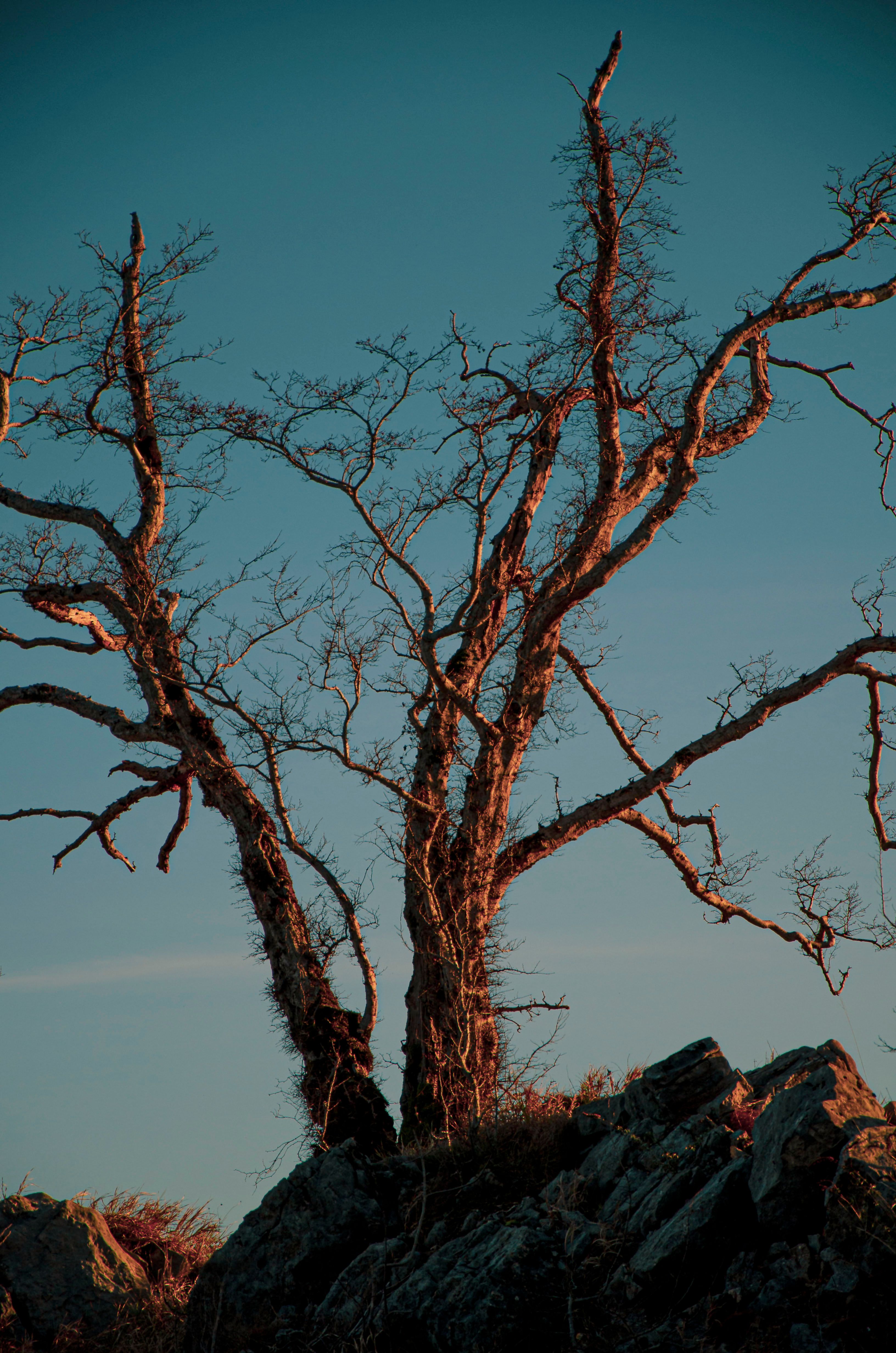 Brown Leafless Tree · Free Stock Photo