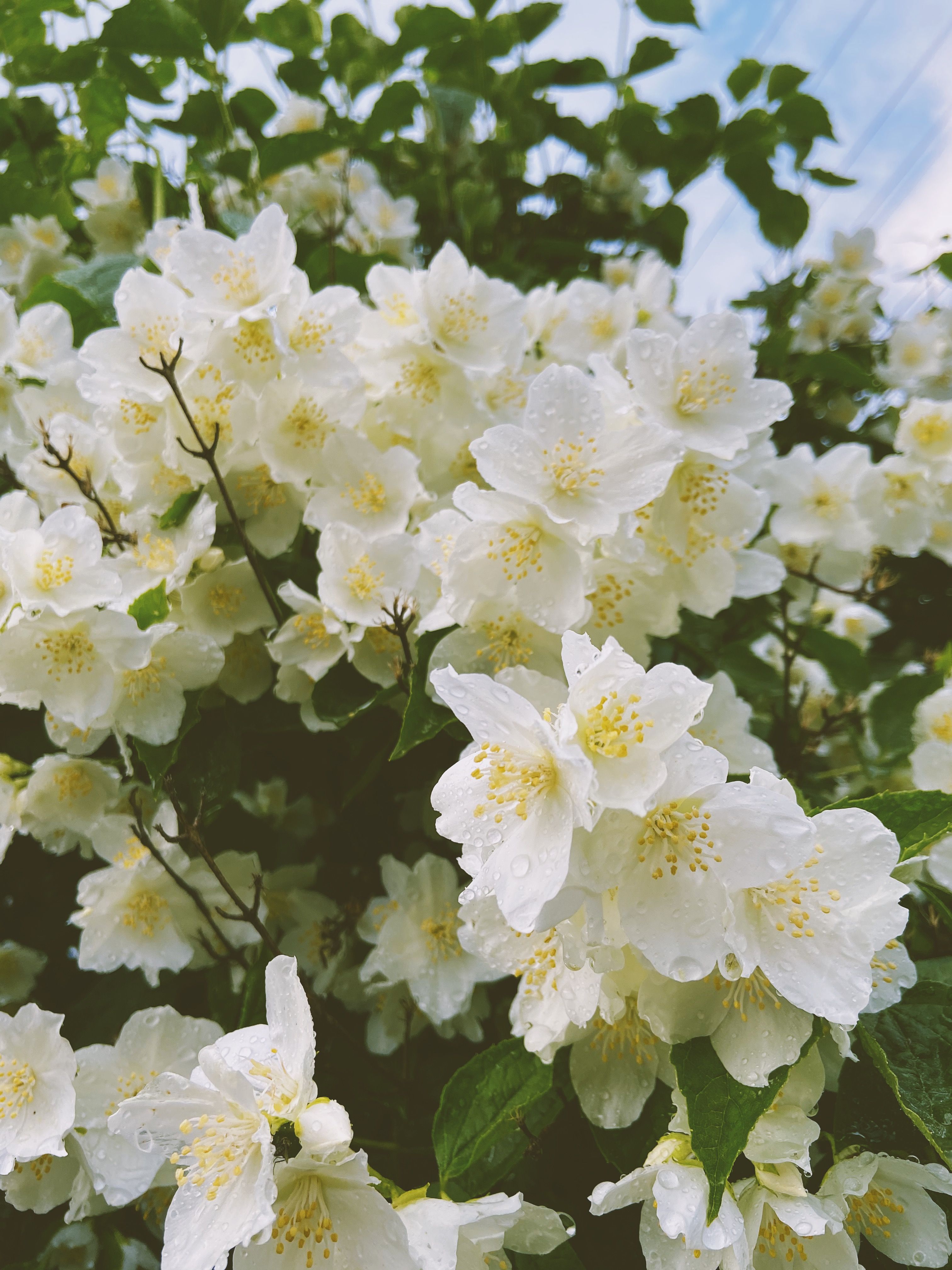 White Flowers in Bloom · Free Stock Photo