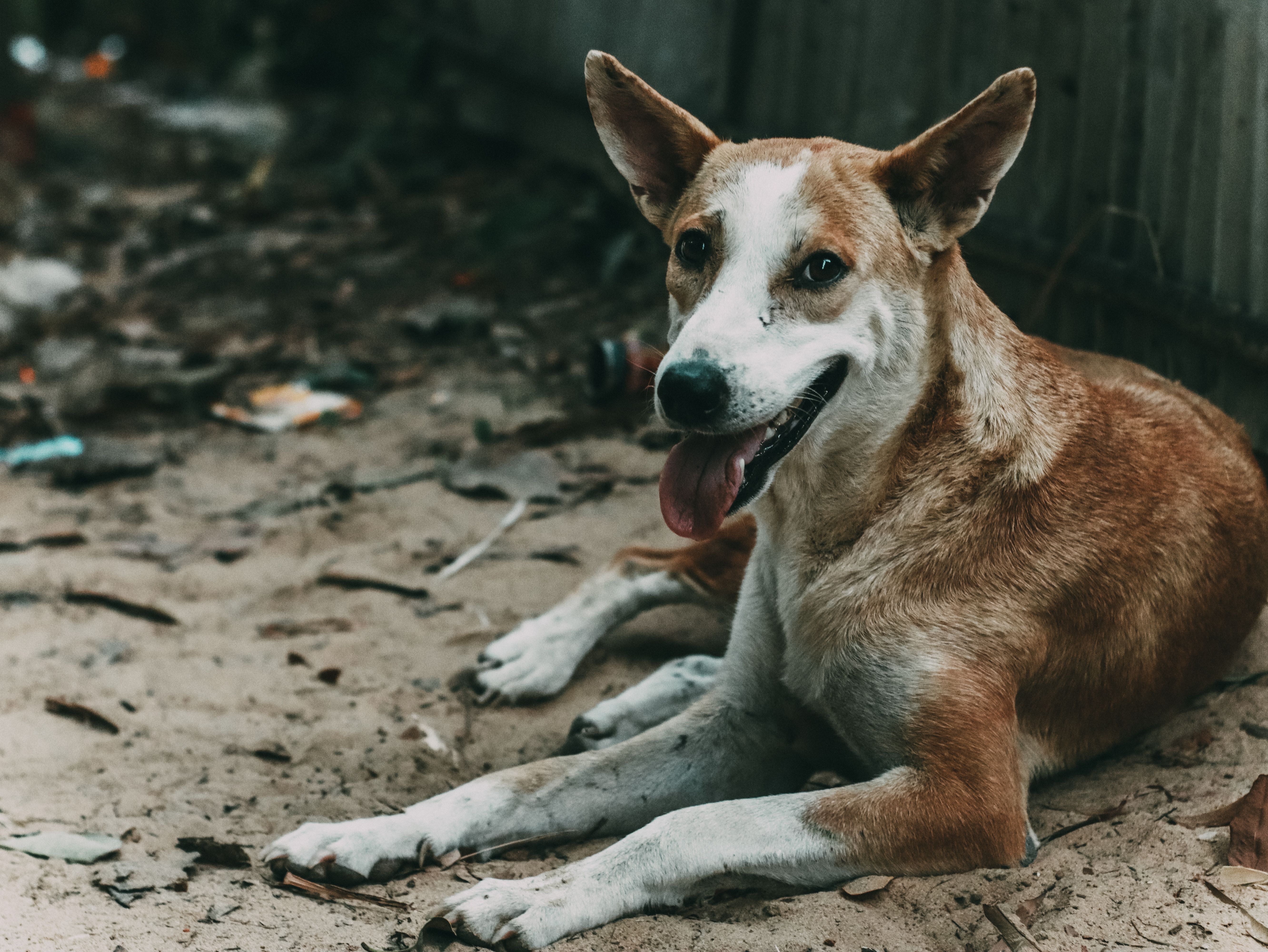 Close-Up Shot of a Dog · Free Stock Photo