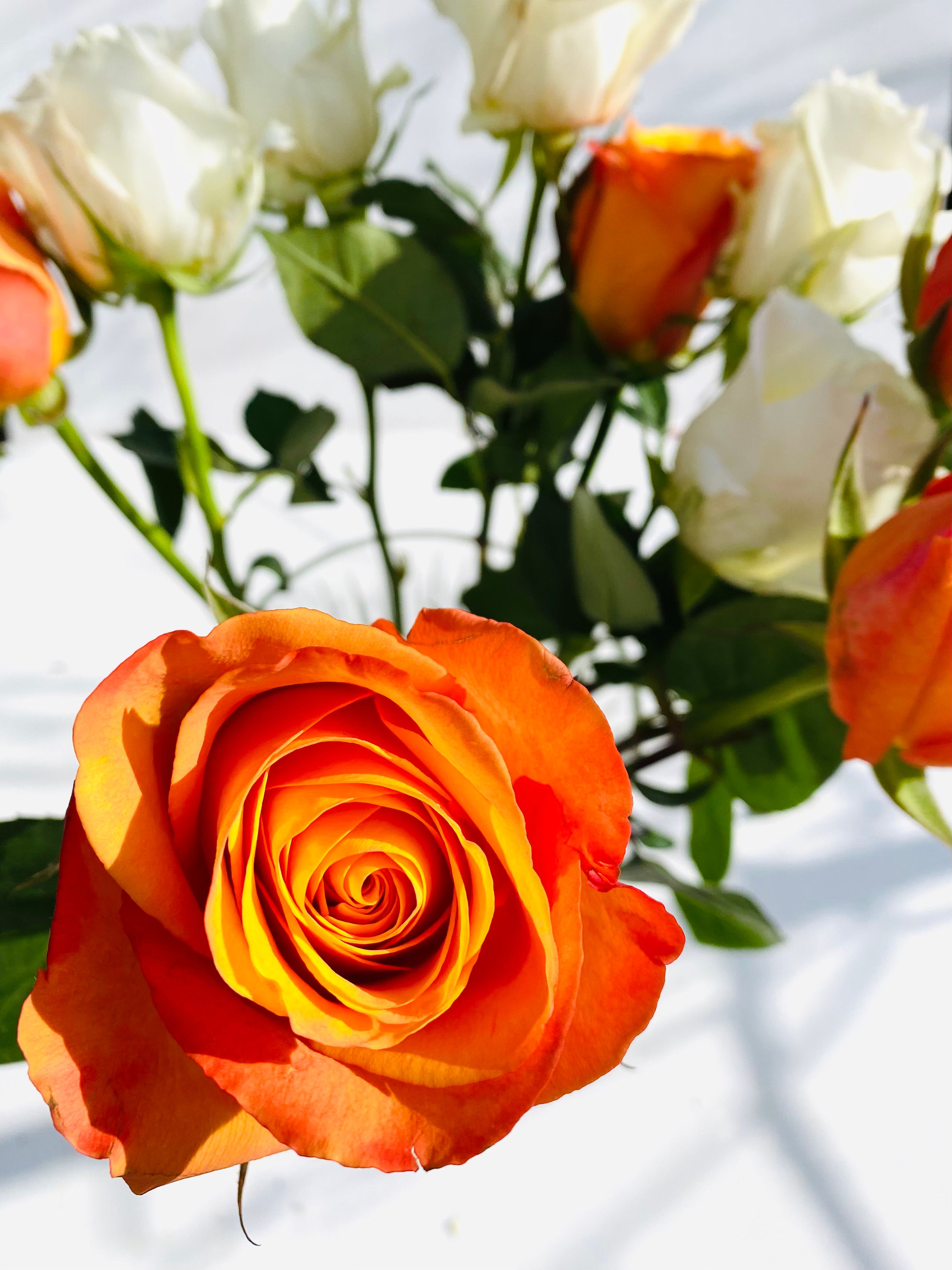 Close-up of Orange Rose · Free Stock Photo
