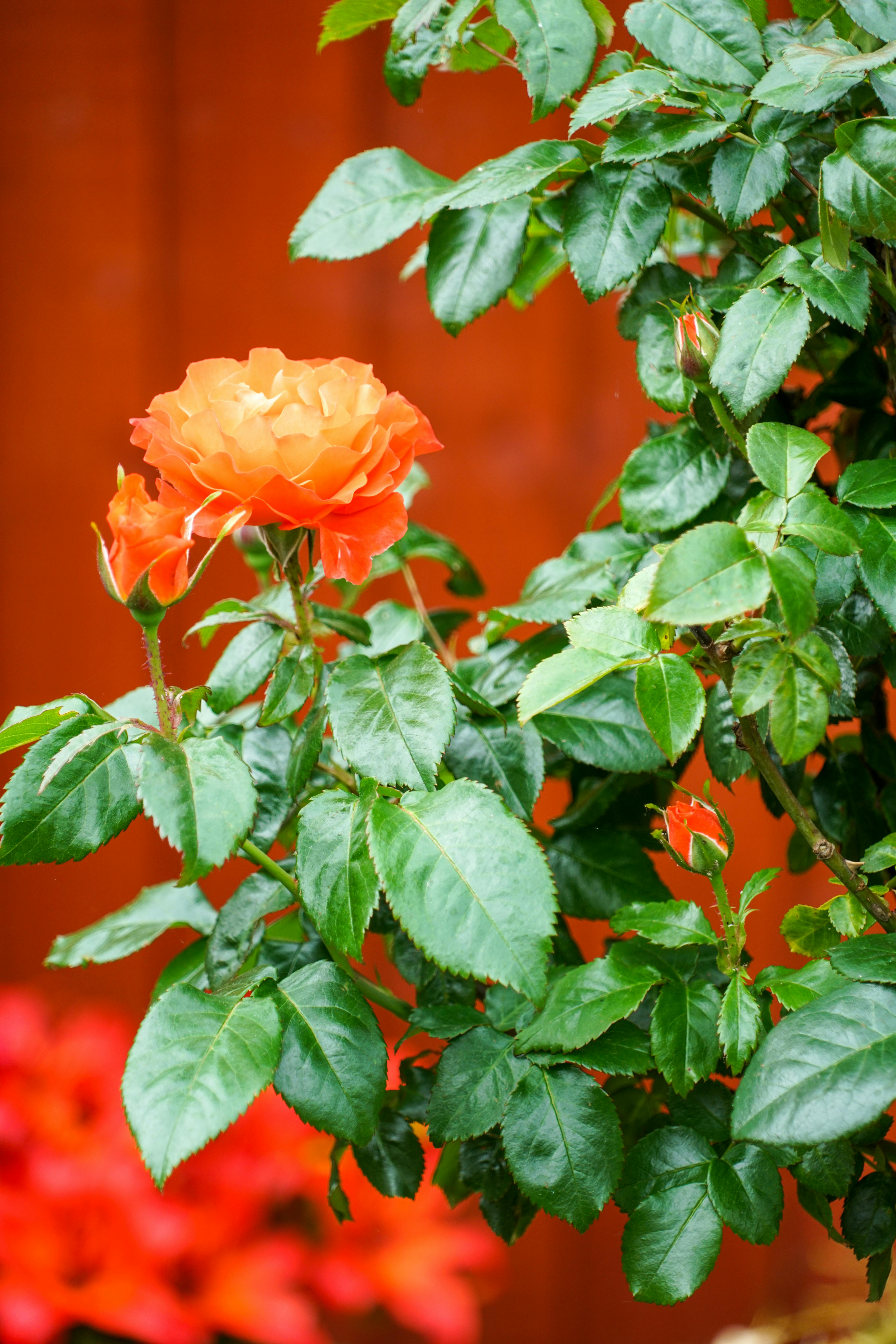 Close-Up Photo of a Blooming Charisma Rose · Free Stock Photo