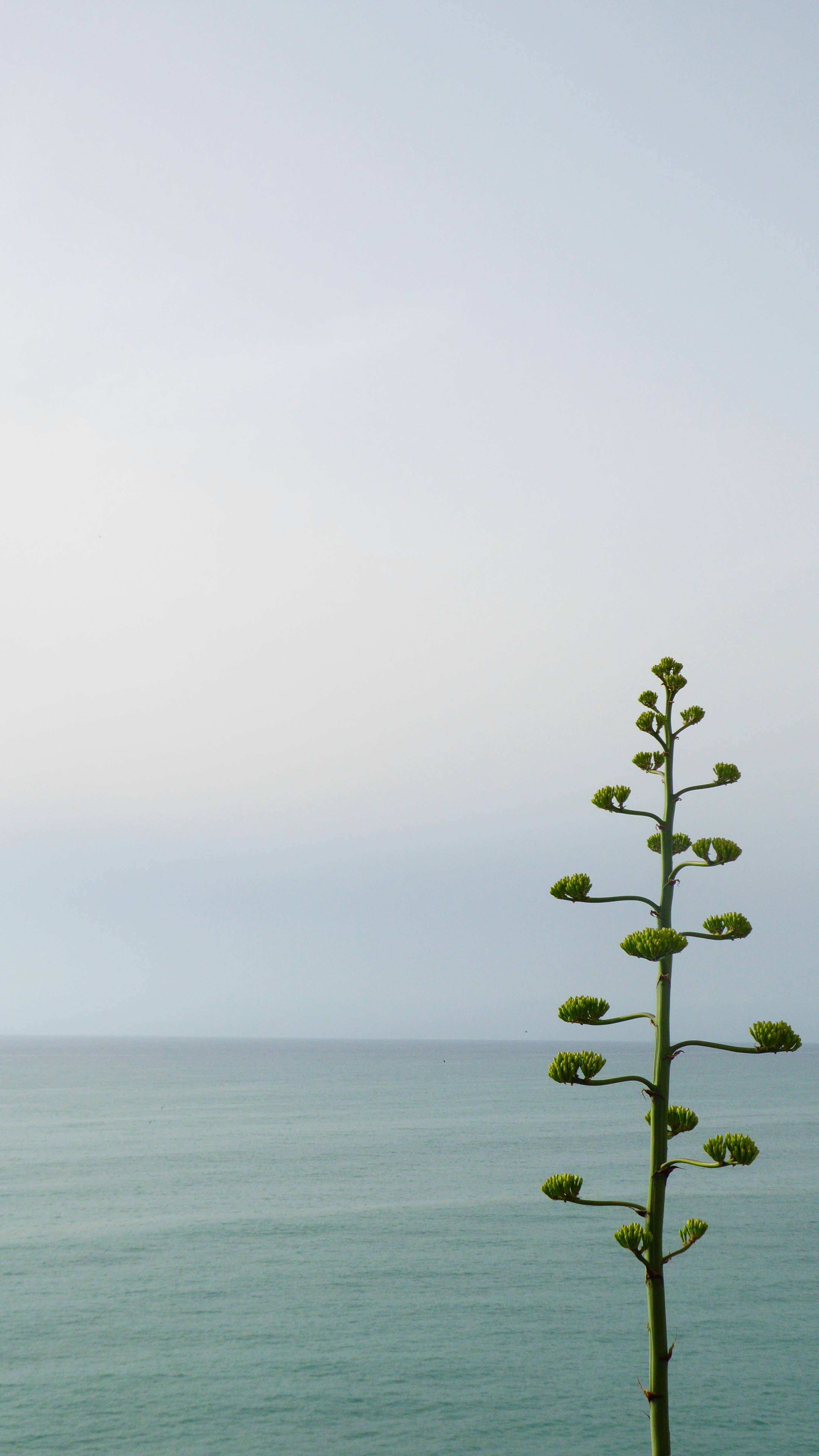 Plant and Sea in Background · Free Stock Photo