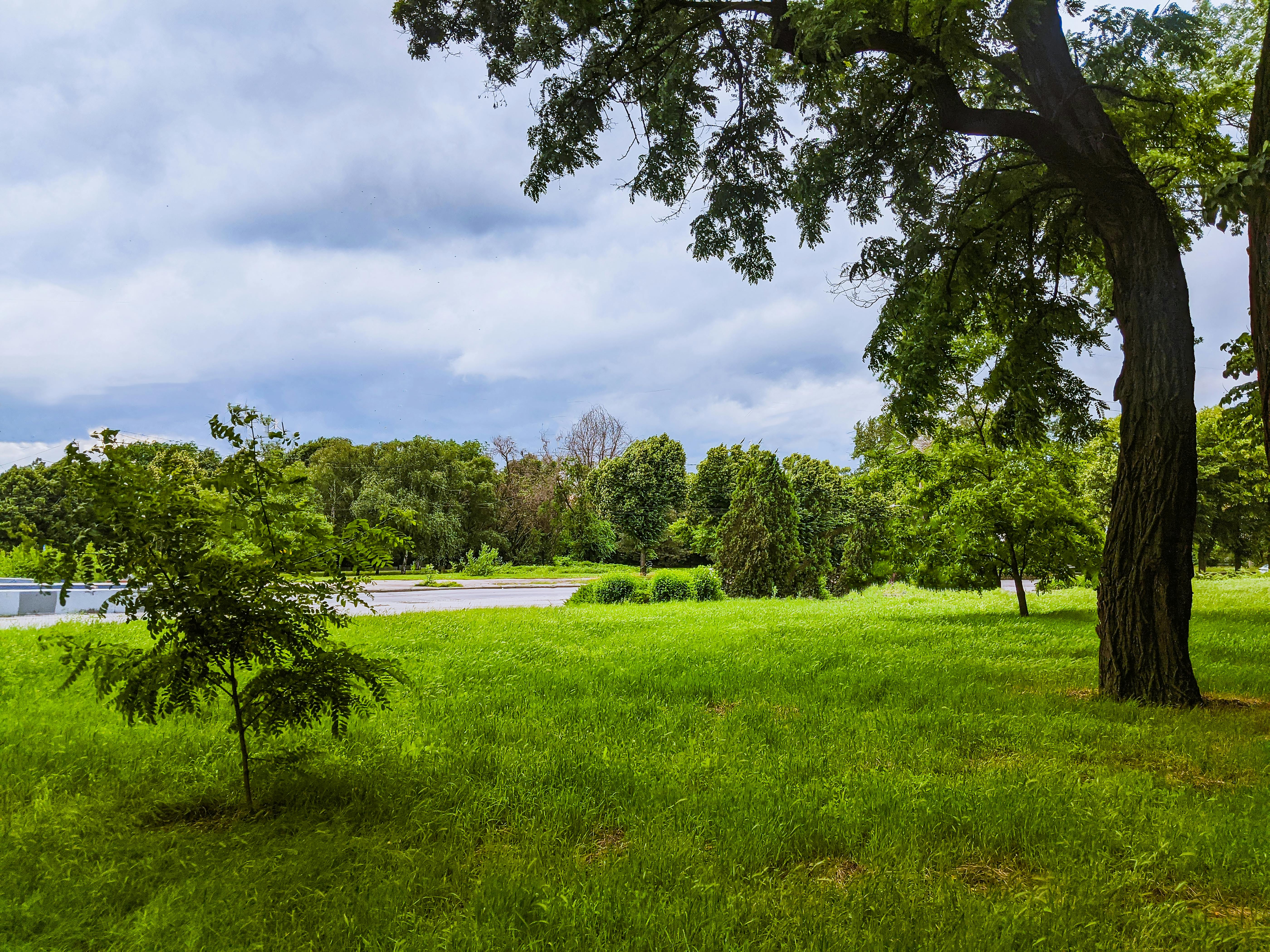 Grass Field with Trees · Free Stock Photo