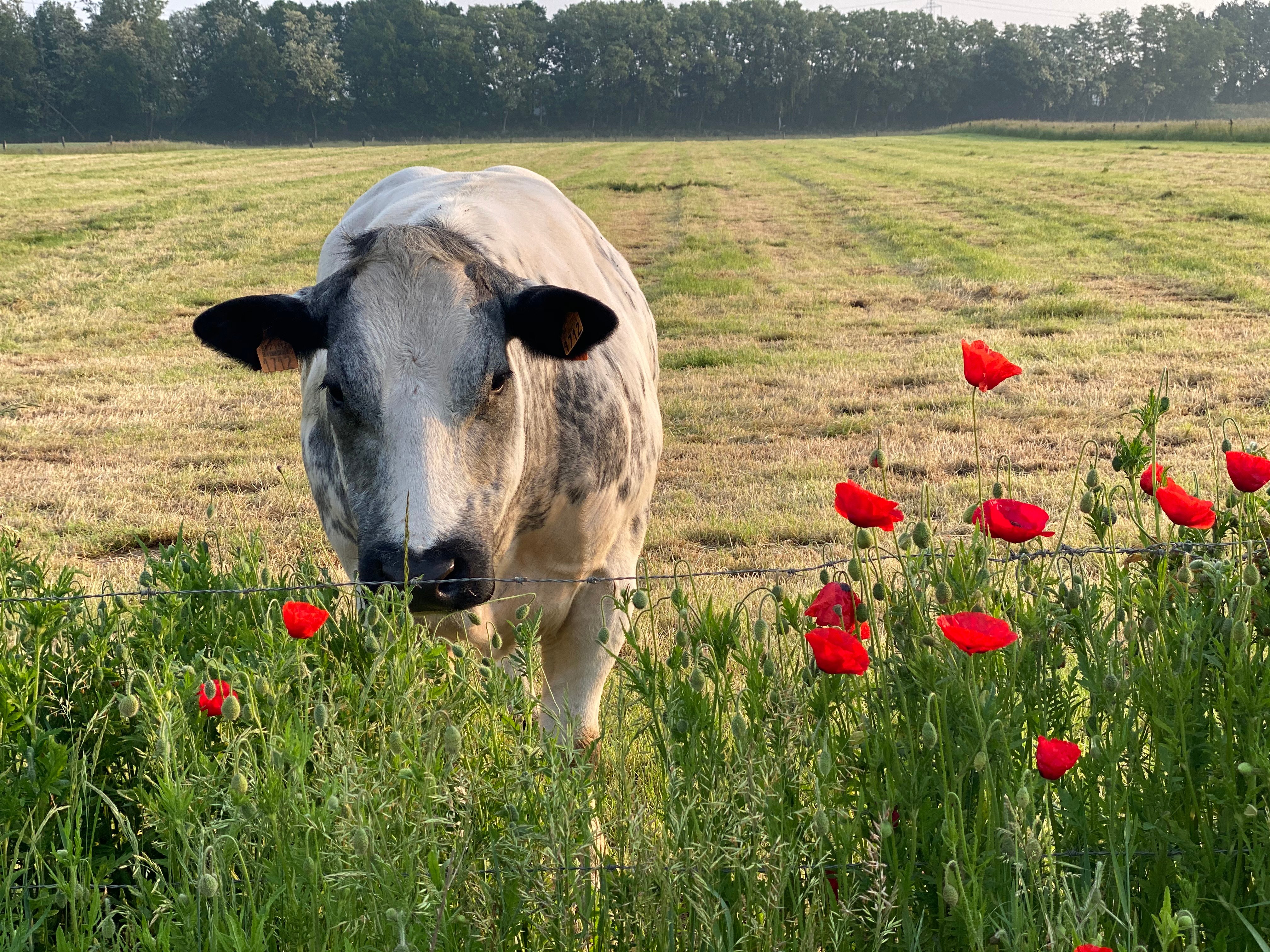 White Cow on Green Grass Field · Free Stock Photo