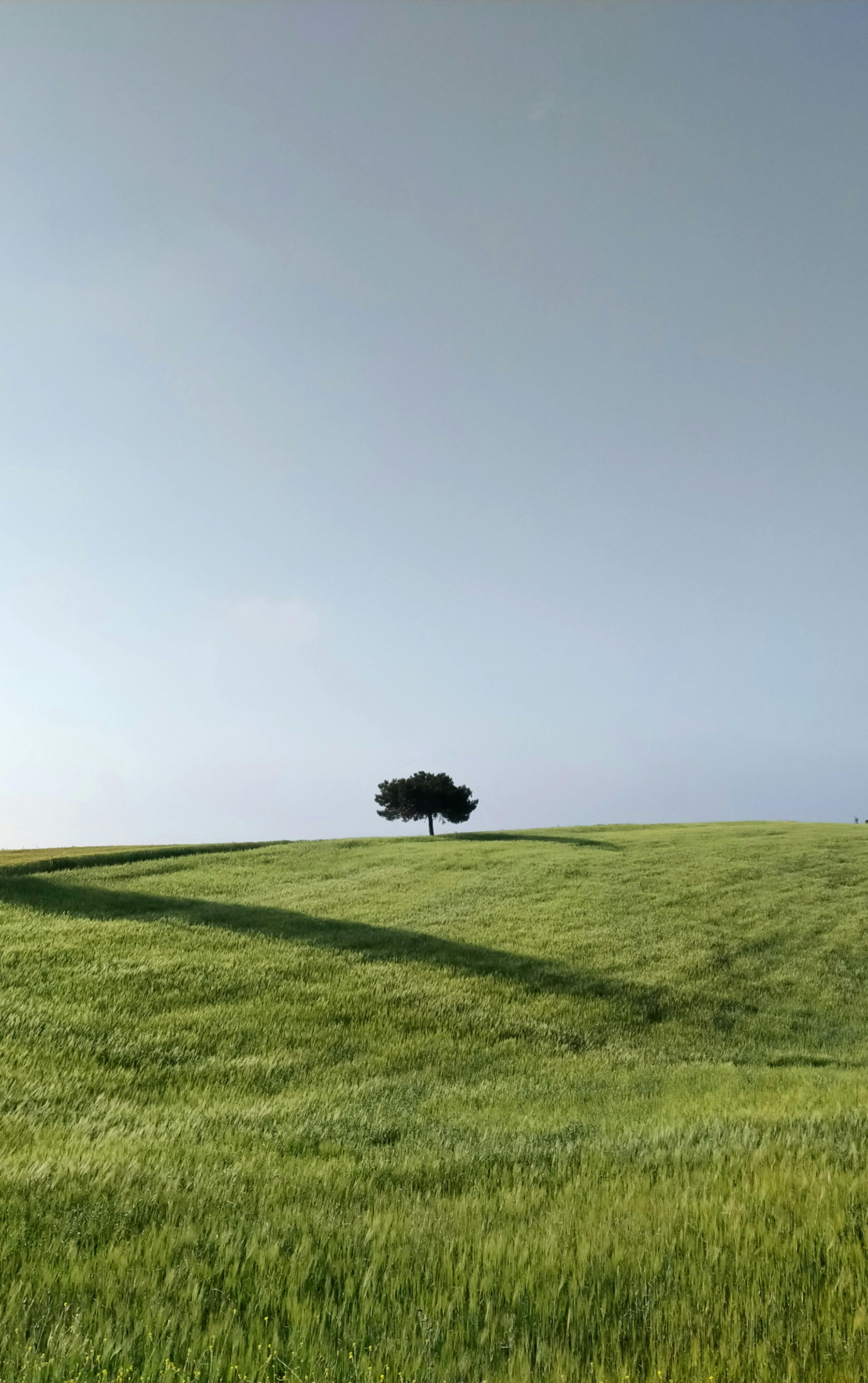 A Tree on the Grass Field · Free Stock Photo