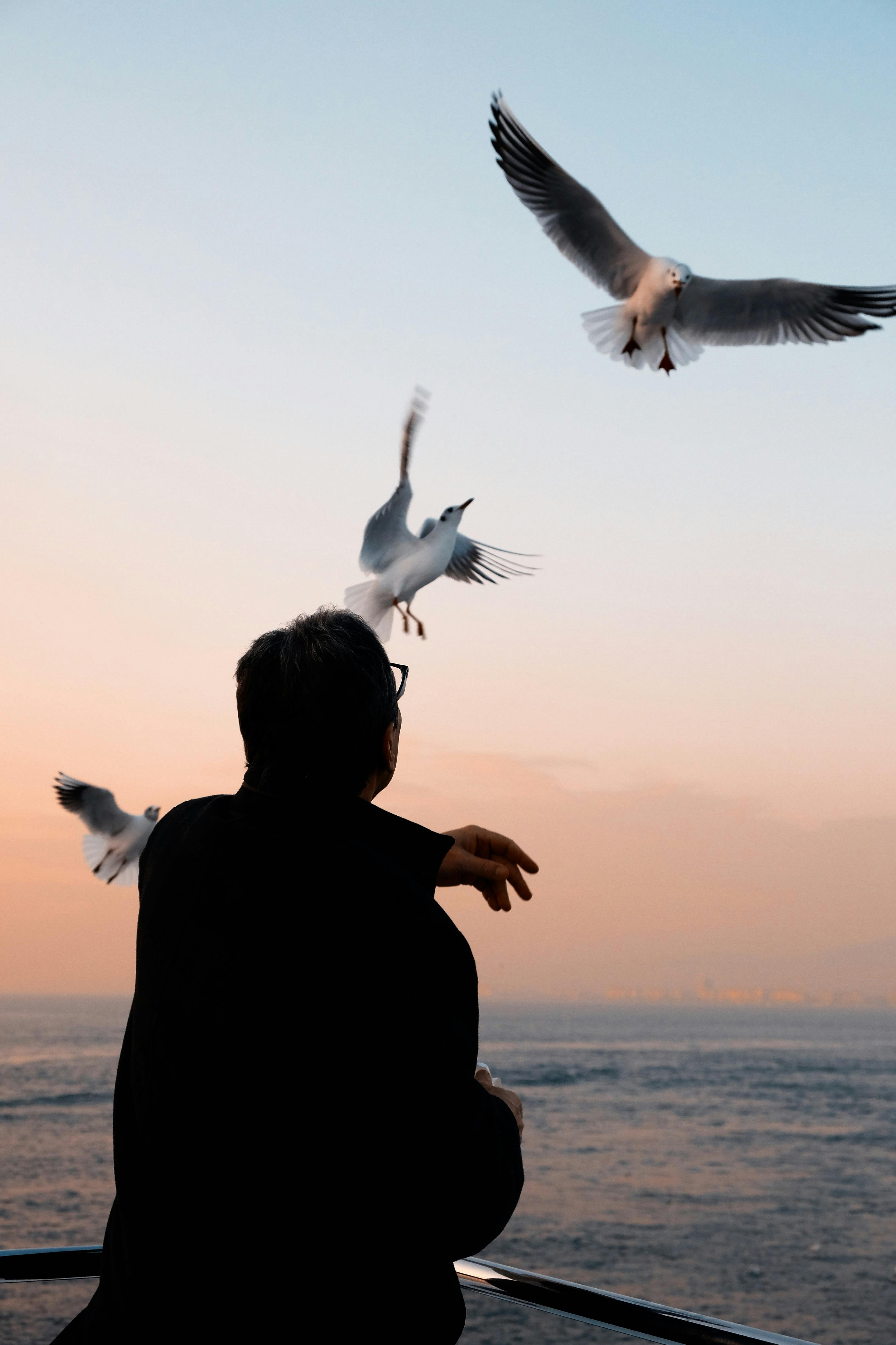 Birds Flying Over a Man Wearing Black Jacket · Free Stock Photo