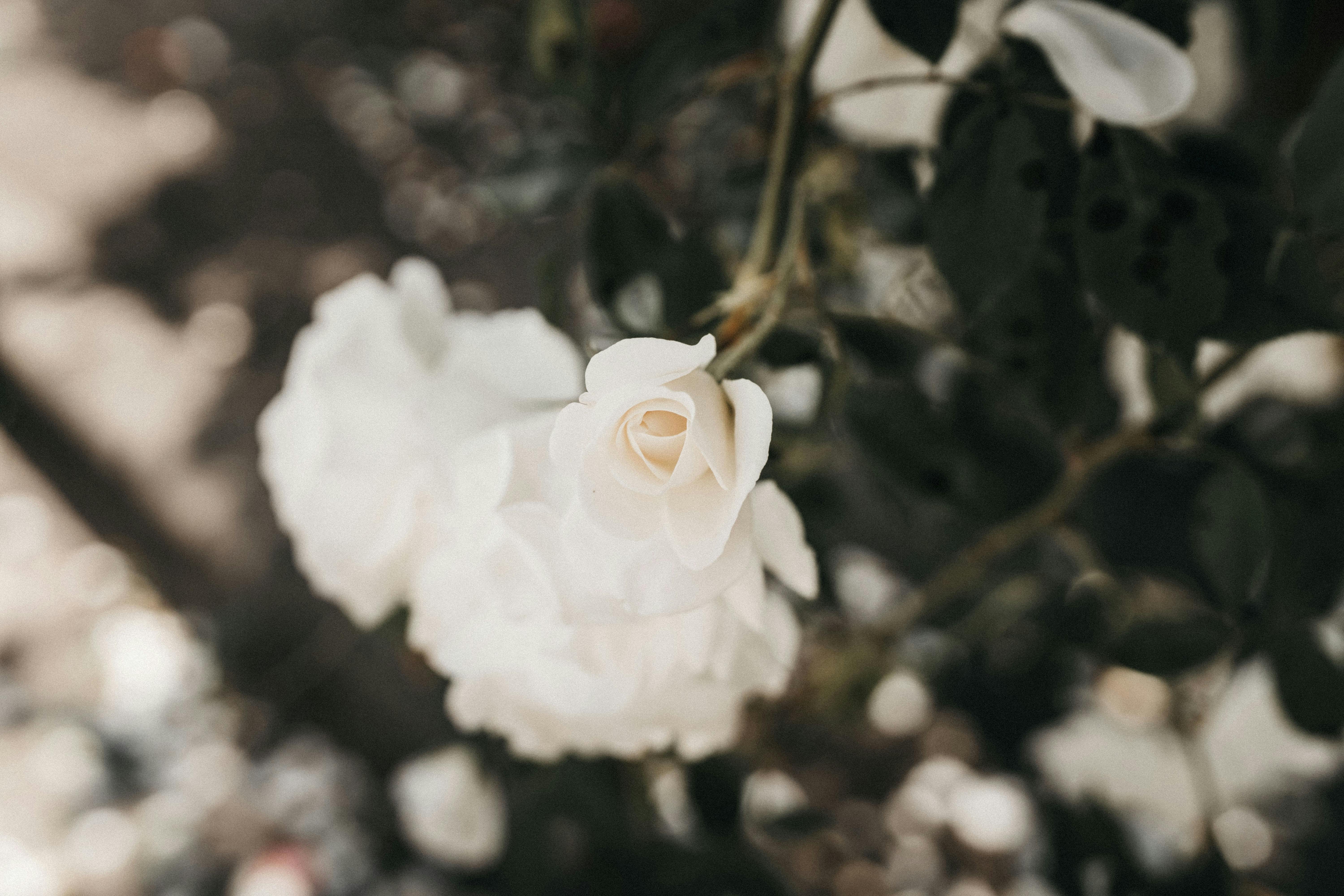 White blooming roses growing in nature · Free Stock Photo
