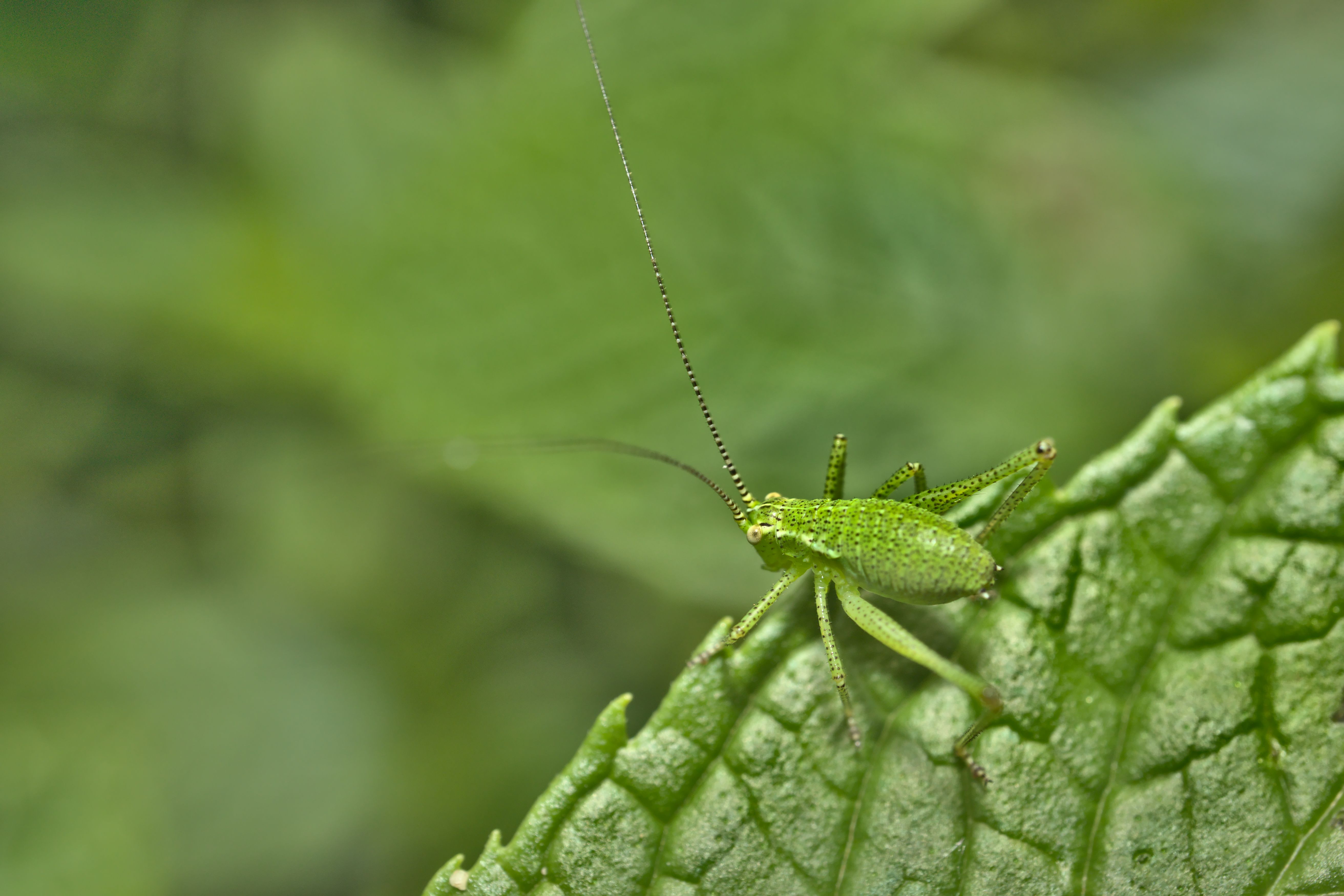 Cricket Like Insect Photos, Download Free Cricket Like Insect Stock ...