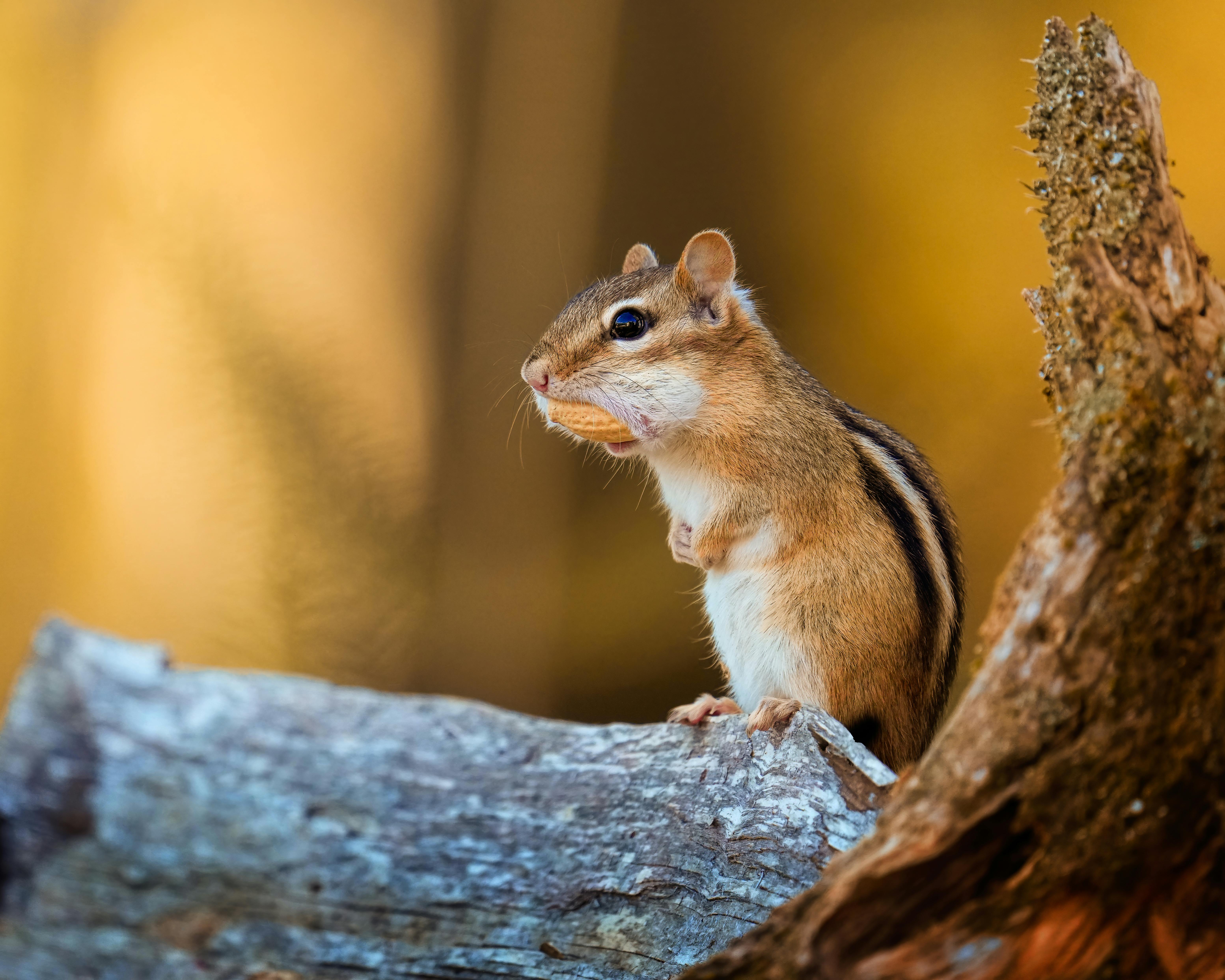White and Brown Rodent on the Table · Free Stock Photo