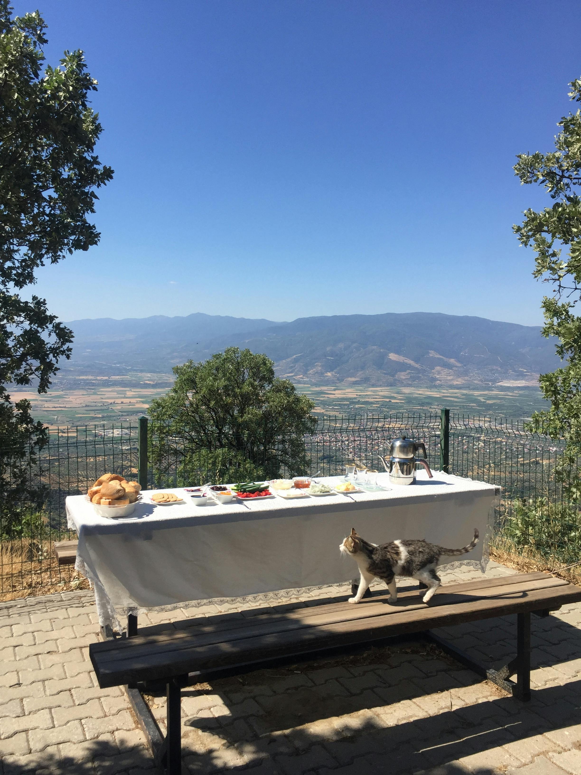 Cat Eating Bread Photos, Download The BEST Free Cat Eating Bread Stock ...