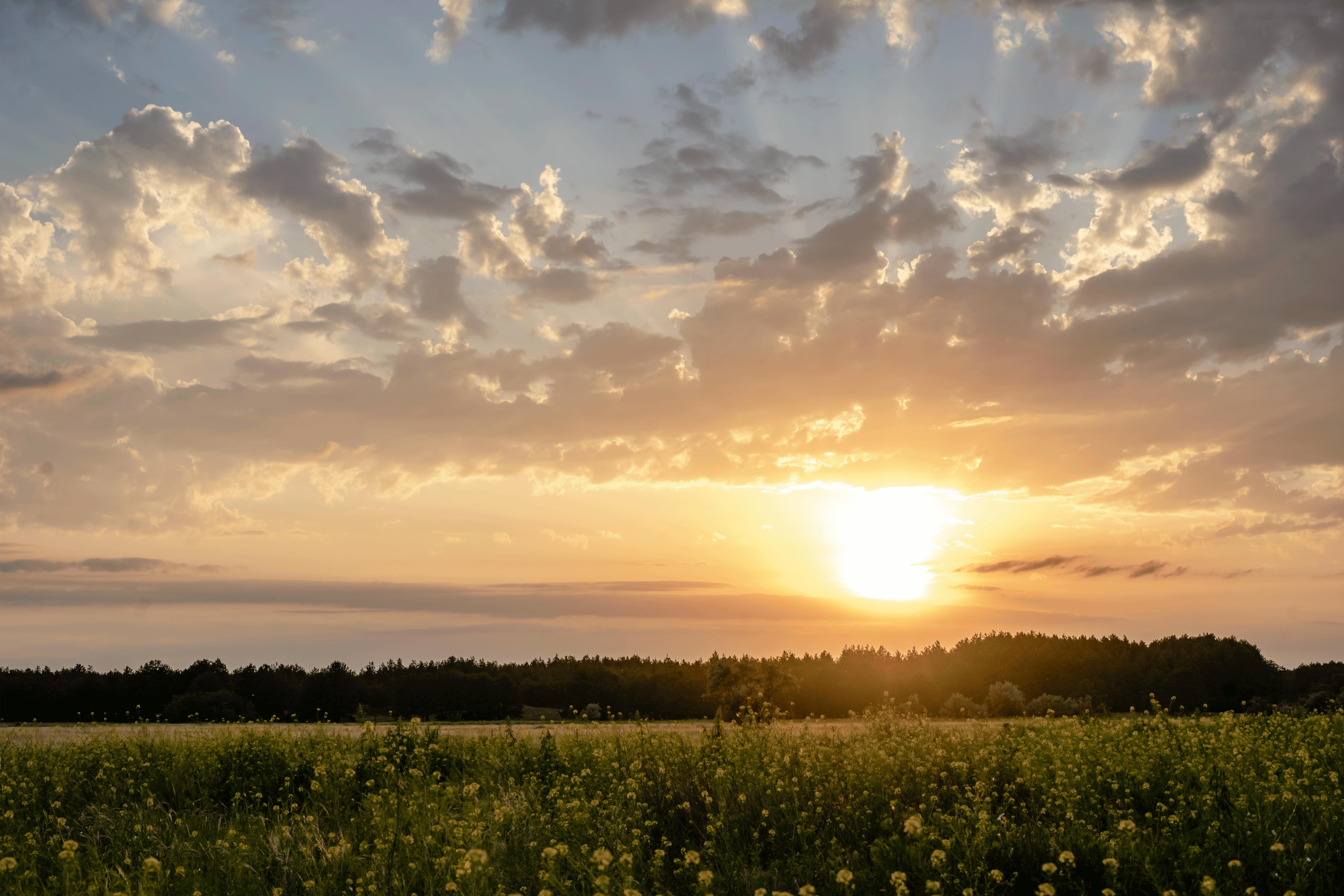 Green Grass Field during Sunset · Free Stock Photo