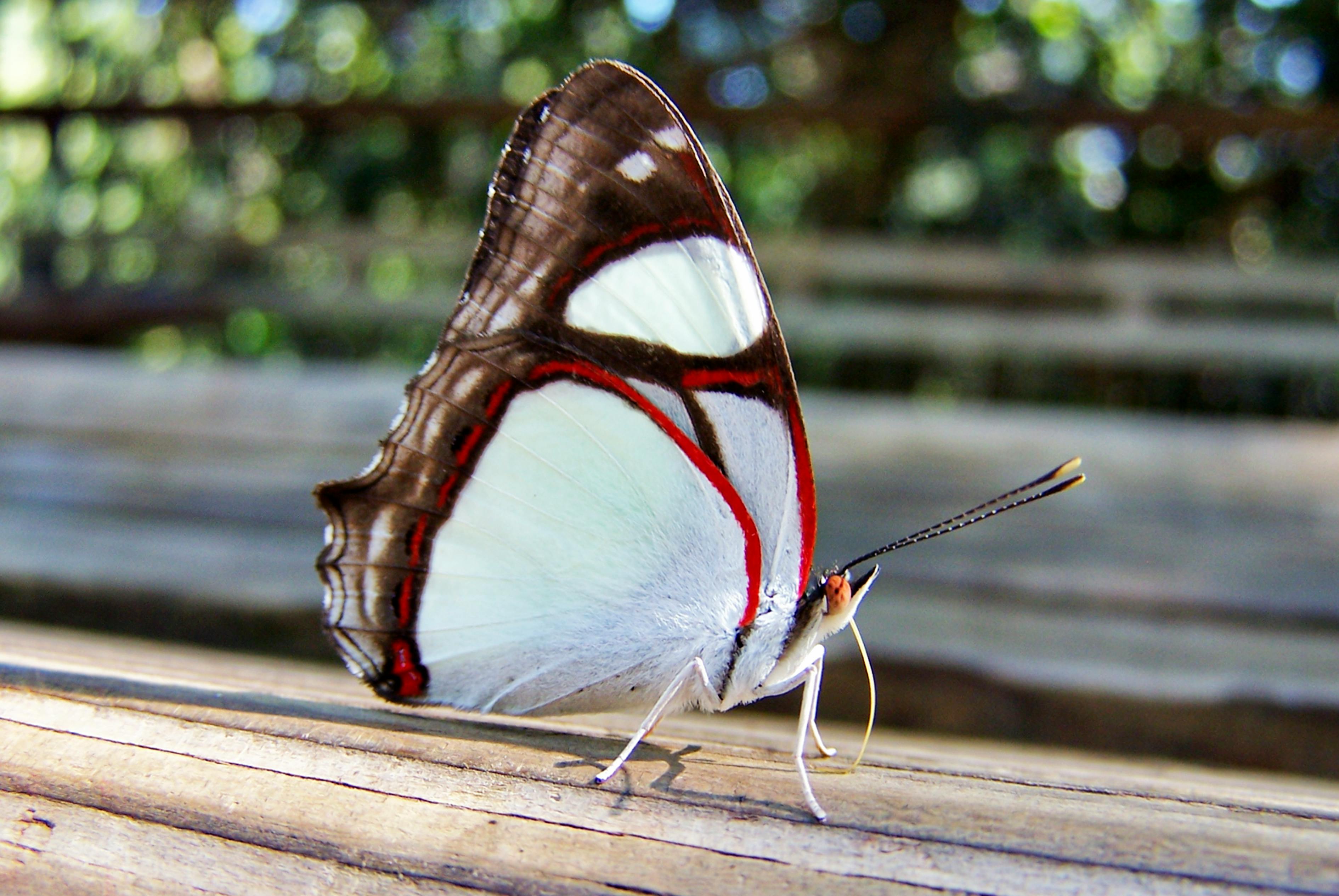 A Butterfly on Green Leaf · Free Stock Photo