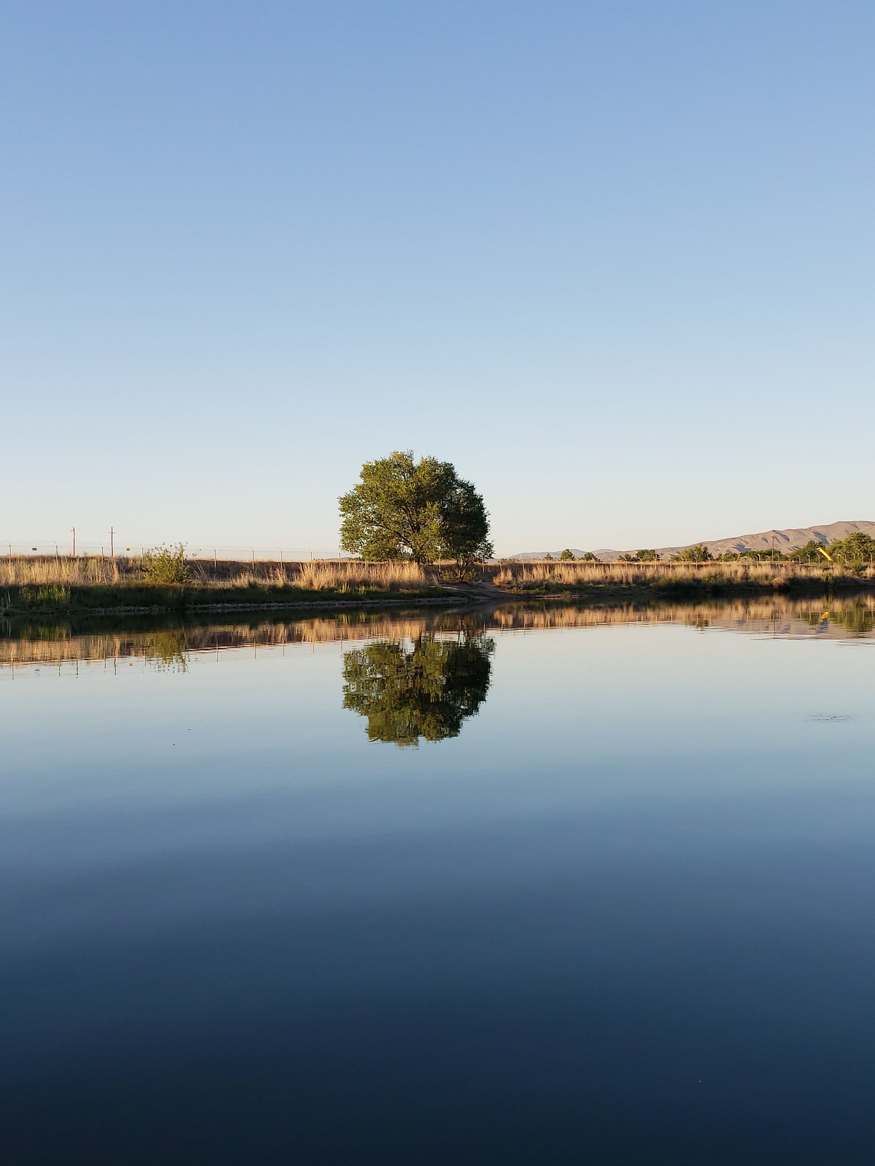 Reflection of Tree on Body of Water · Free Stock Photo