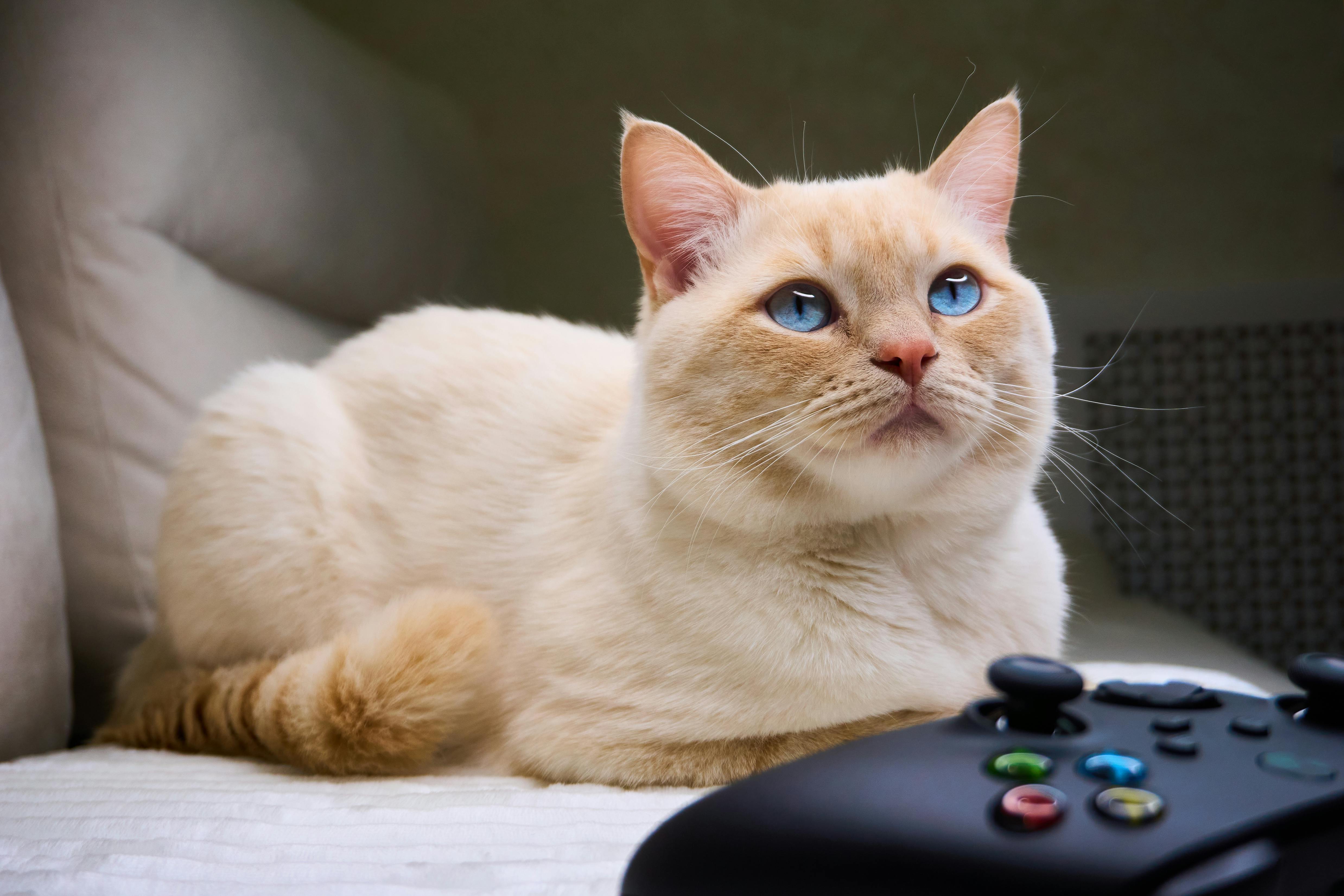 Cat With A Controller Photos, Download The BEST Free Cat With A ...