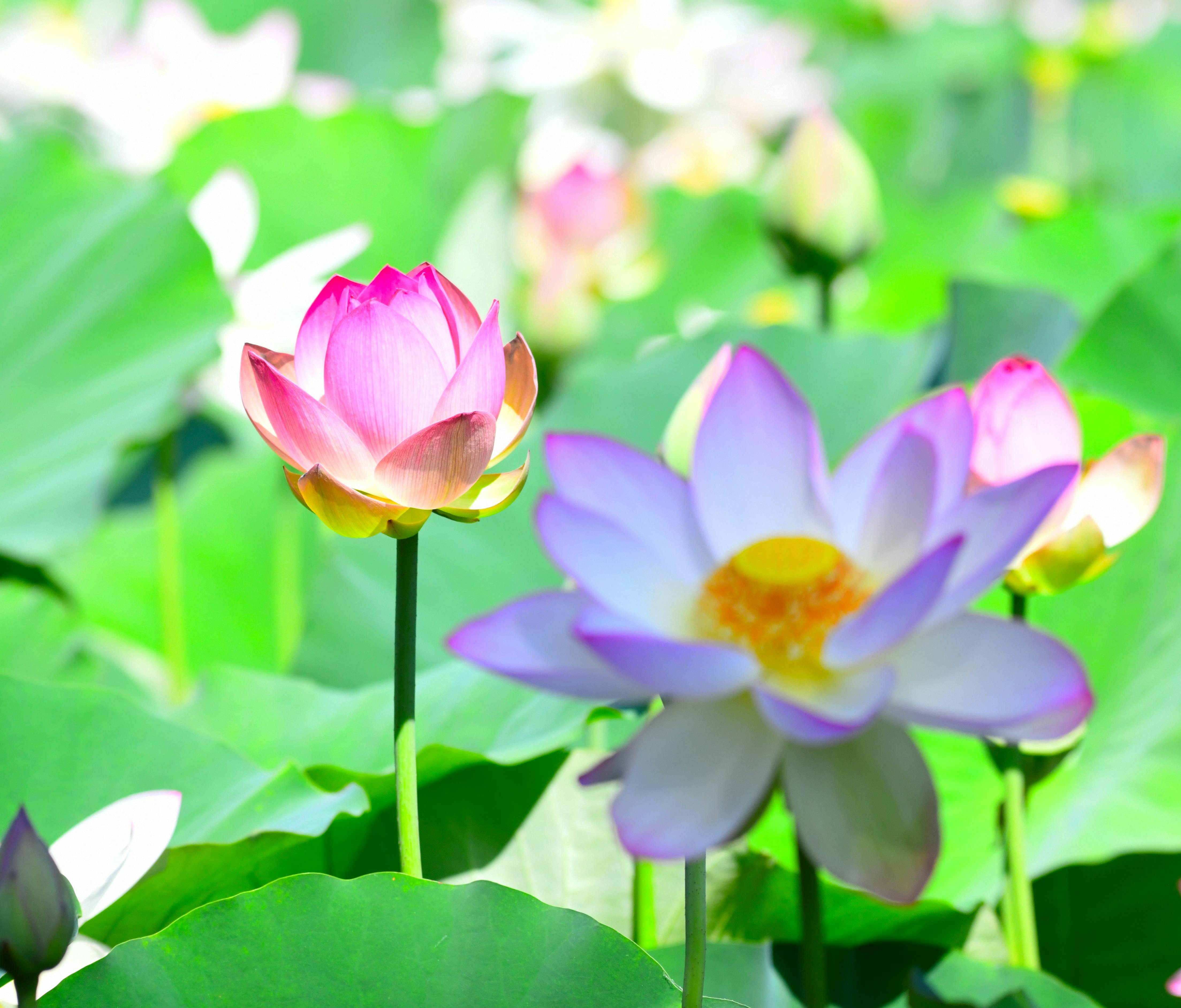 Close-up of a Flowering Lotus · Free Stock Photo