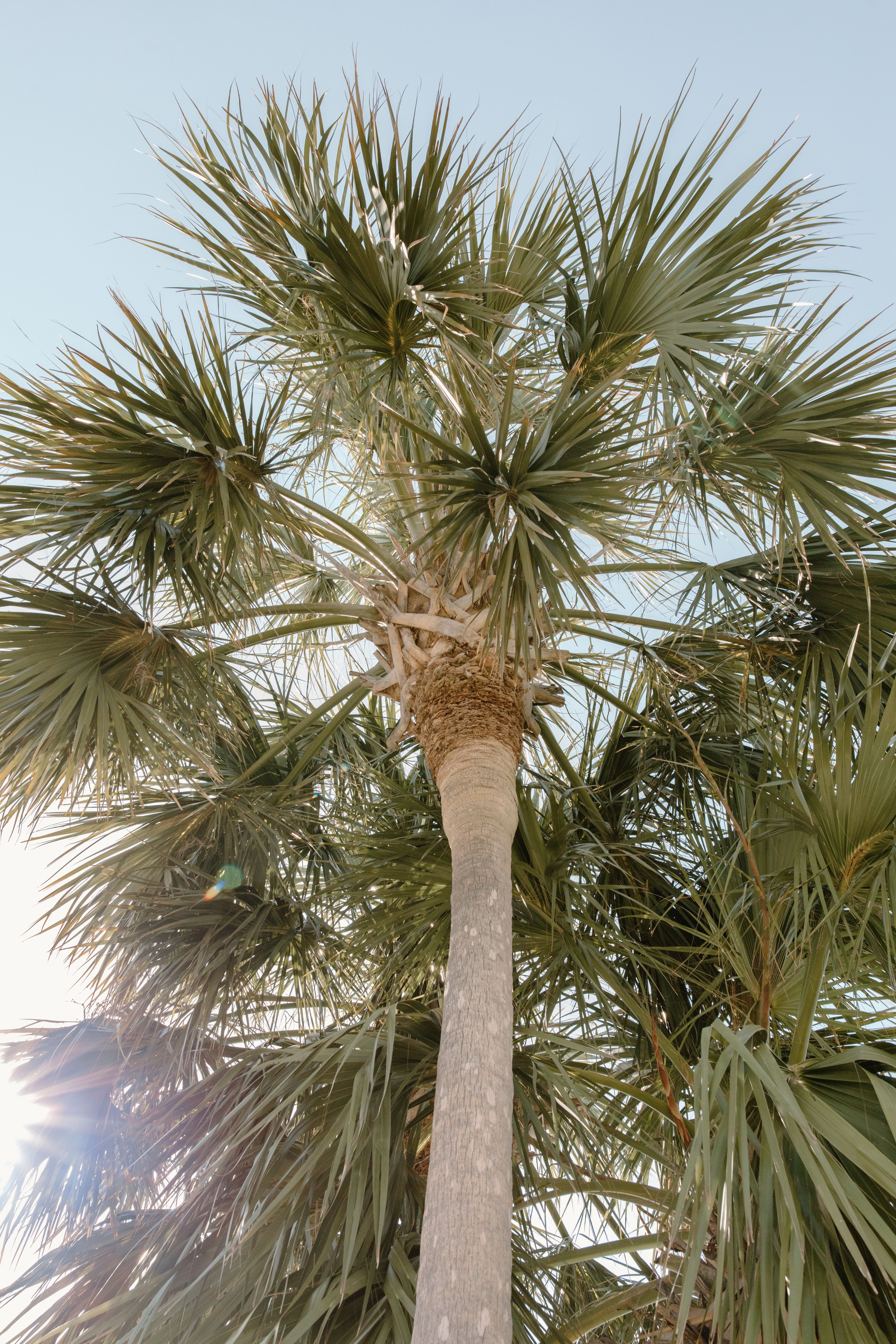 Close-Up Shot of a Palm Tree · Free Stock Photo