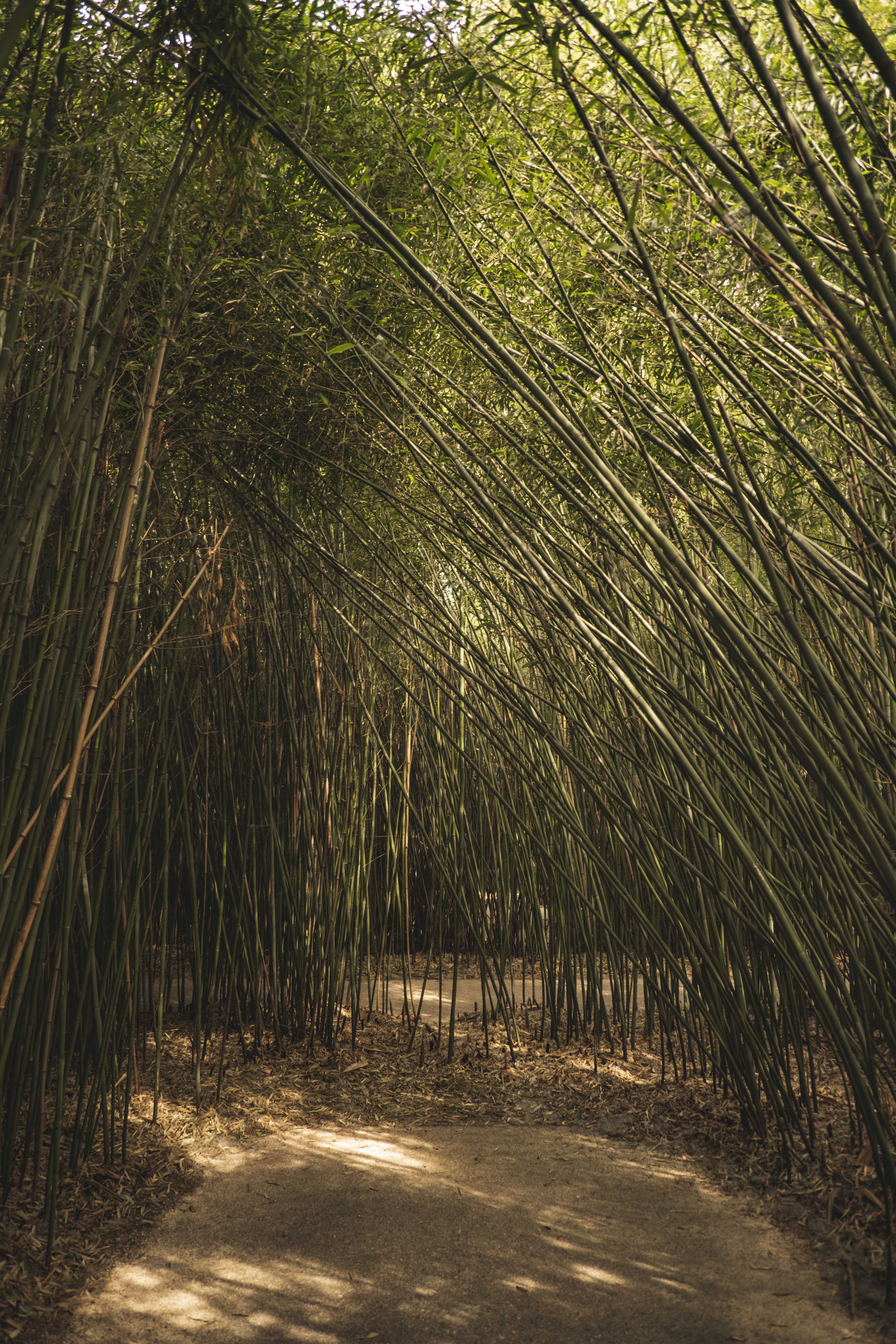 Bamboo Grass · Free Stock Photo
