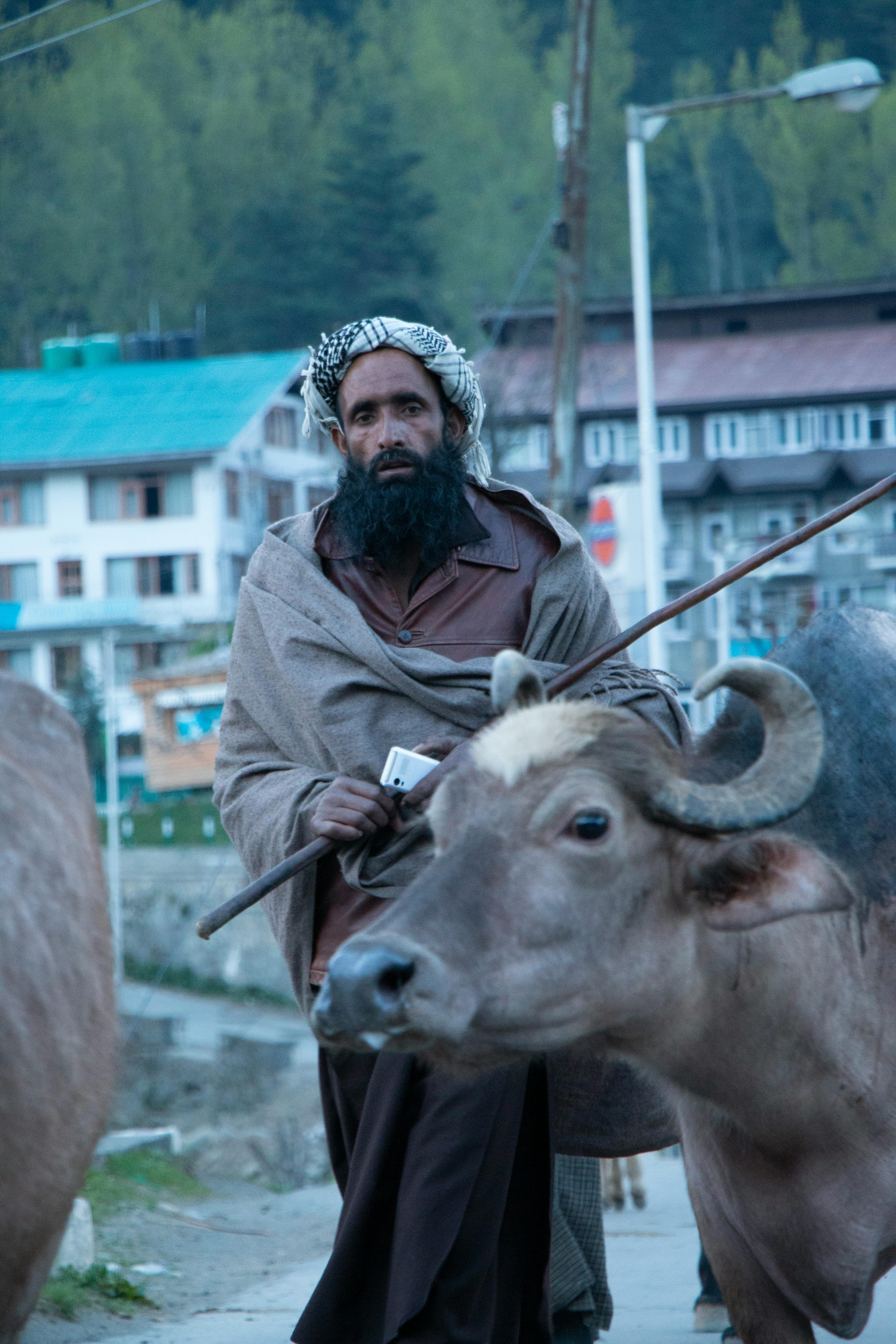 Close-Up Shot of a Bearded Man near a Cow · Free Stock Photo