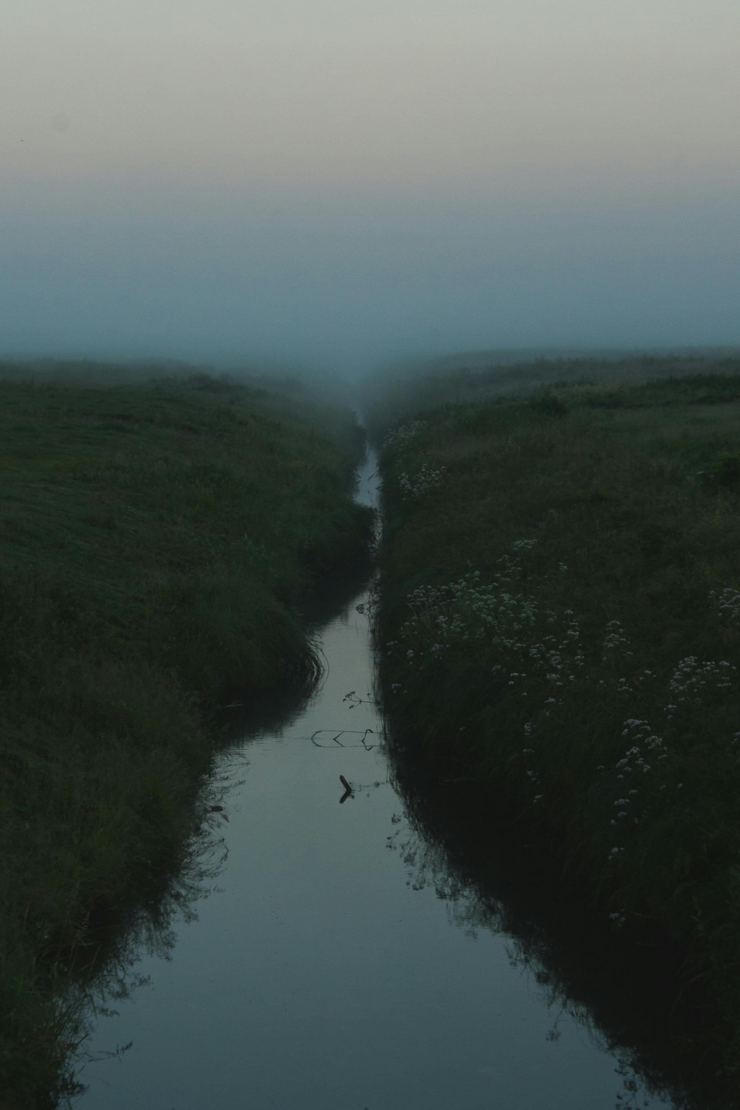 Stream between Coniferous Trees · Free Stock Photo