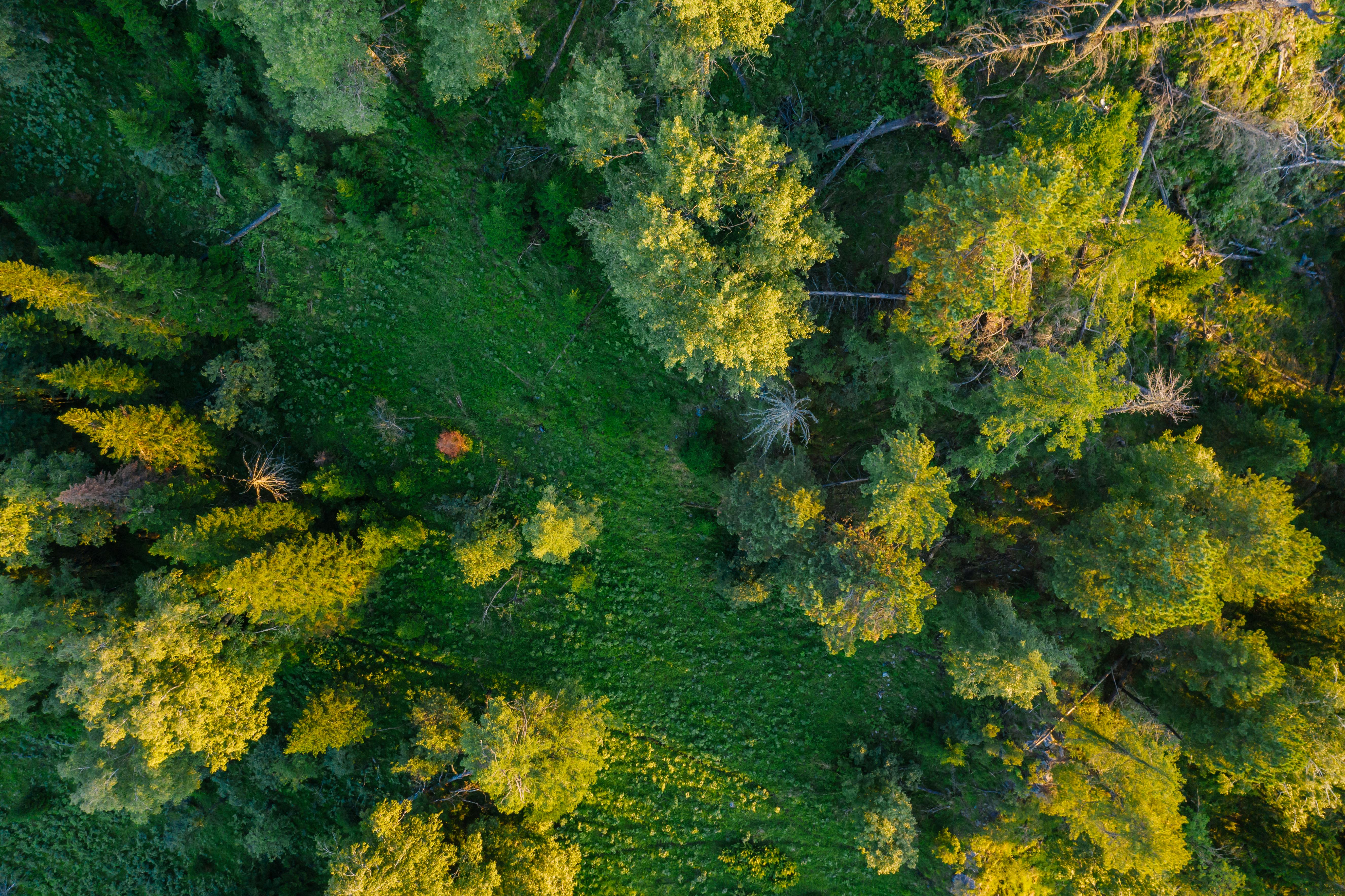 Bird's-eye View Photo of Road With Trees · Free Stock Photo