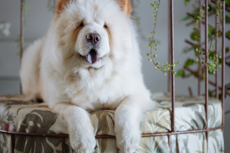 Understanding What is Chow Chow: Facts, History & Care Guide