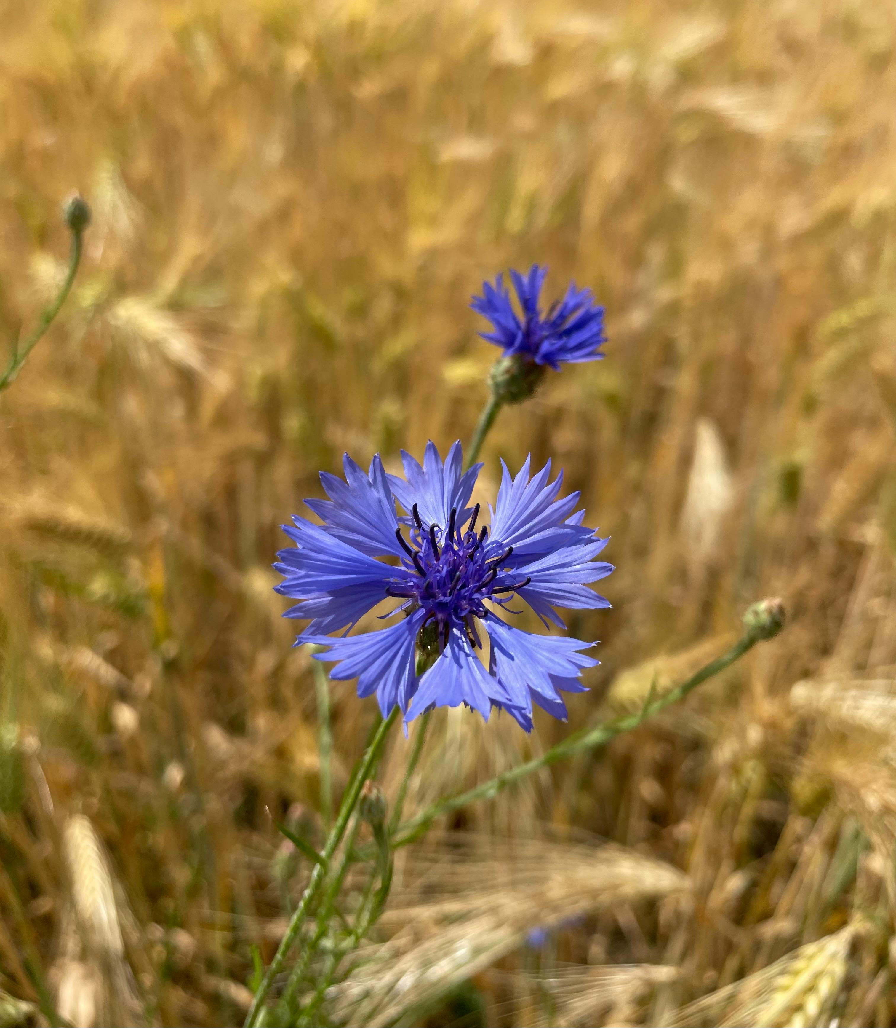 Cornflower Photos, Download The BEST Free Cornflower Stock Photos & HD ...