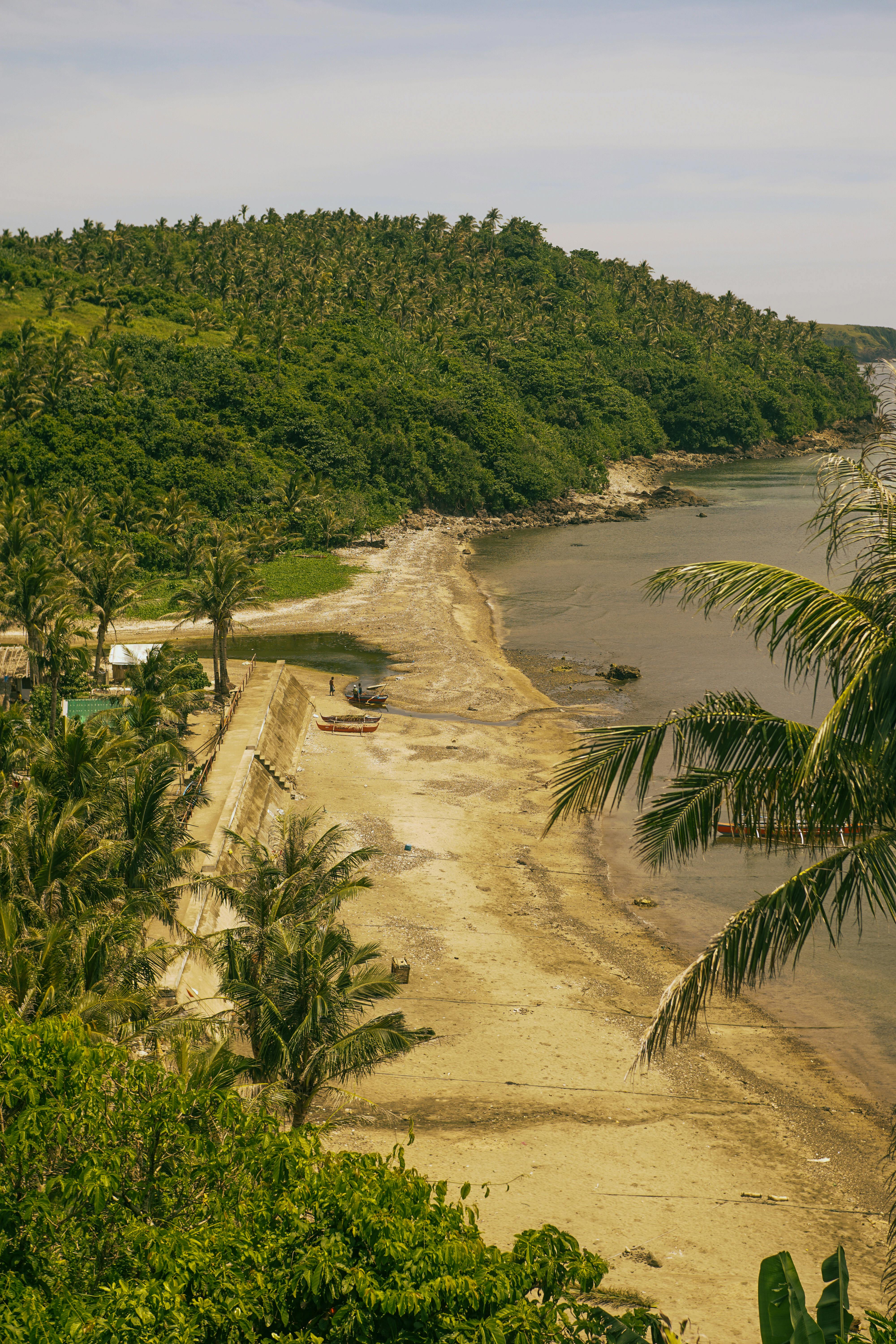 Photo of Trees Near the Sea · Free Stock Photo