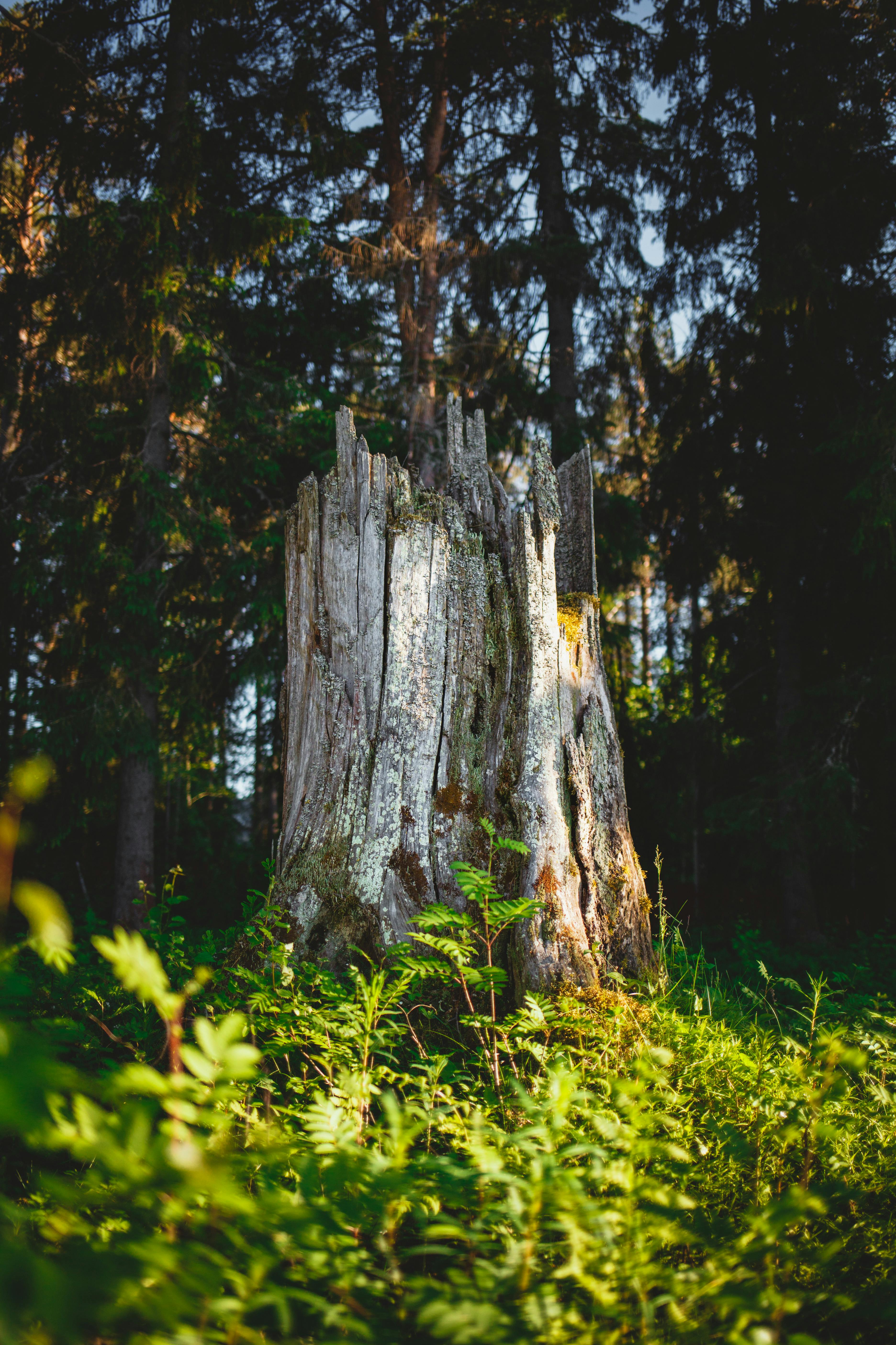 A Tree Trunk on a Green Grass · Free Stock Photo