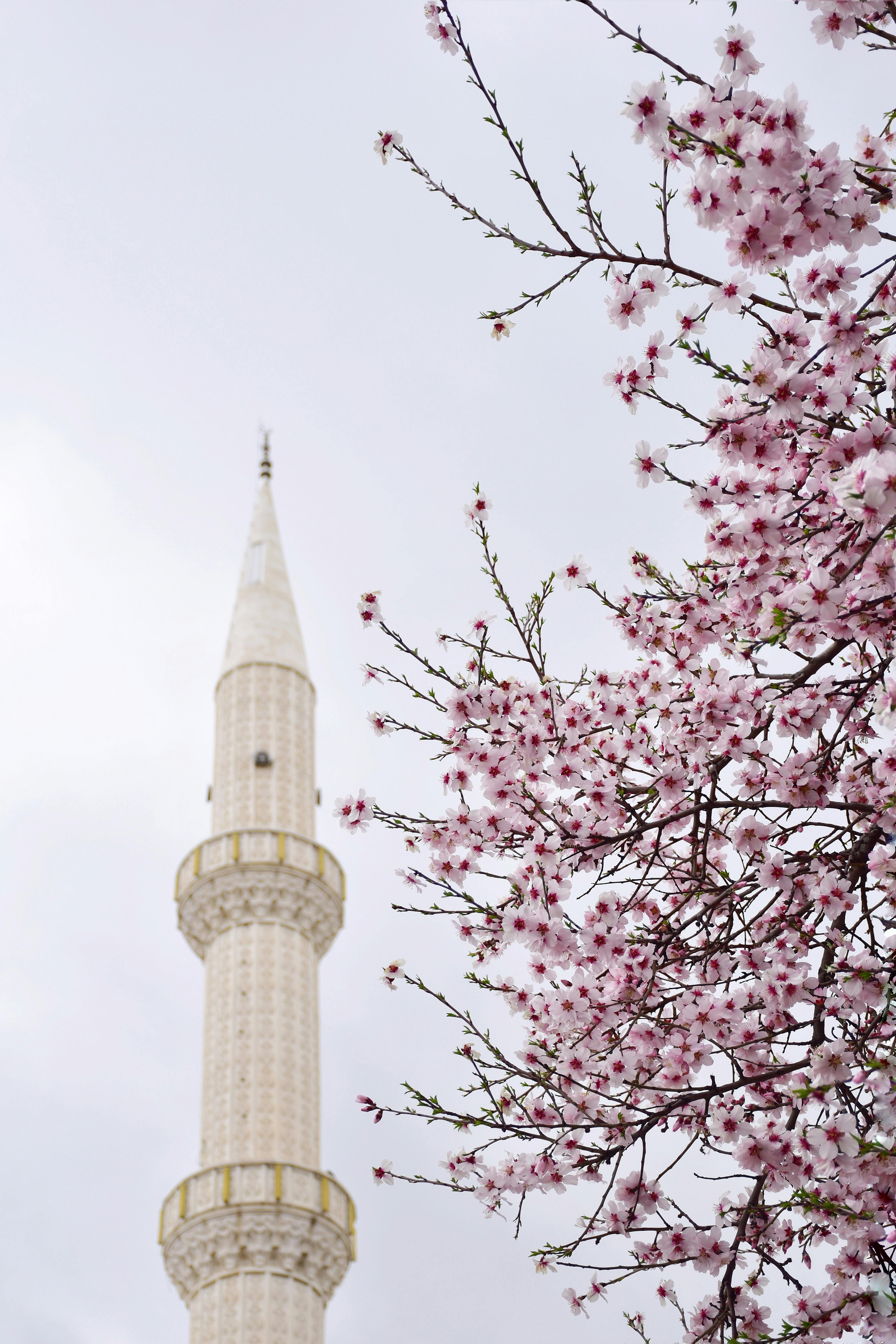 Top Of Tower Photos, Download The BEST Free Top Of Tower Stock Photos ...