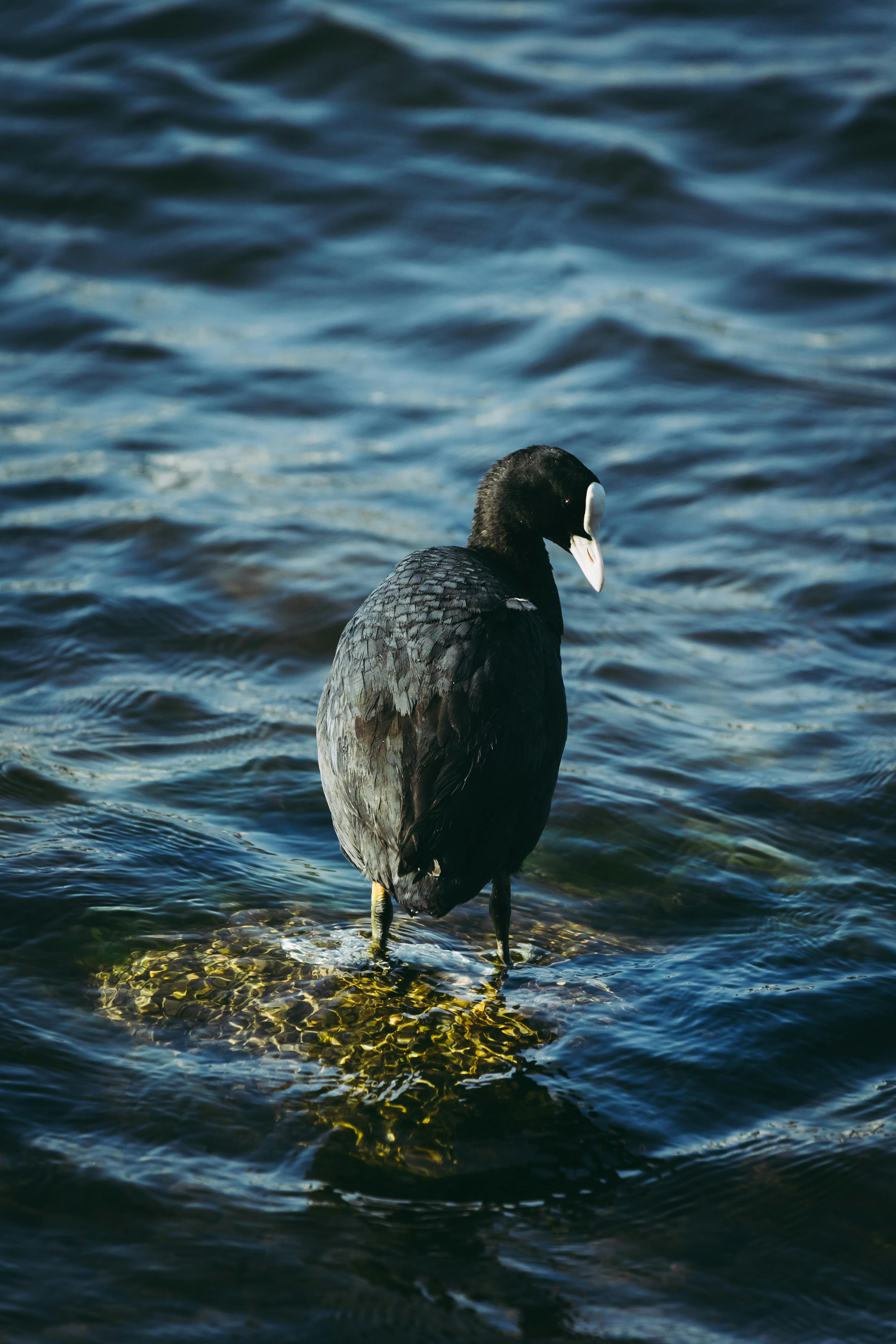White and Grey Feather Bird Perch on Stone Near Body of Water during ...