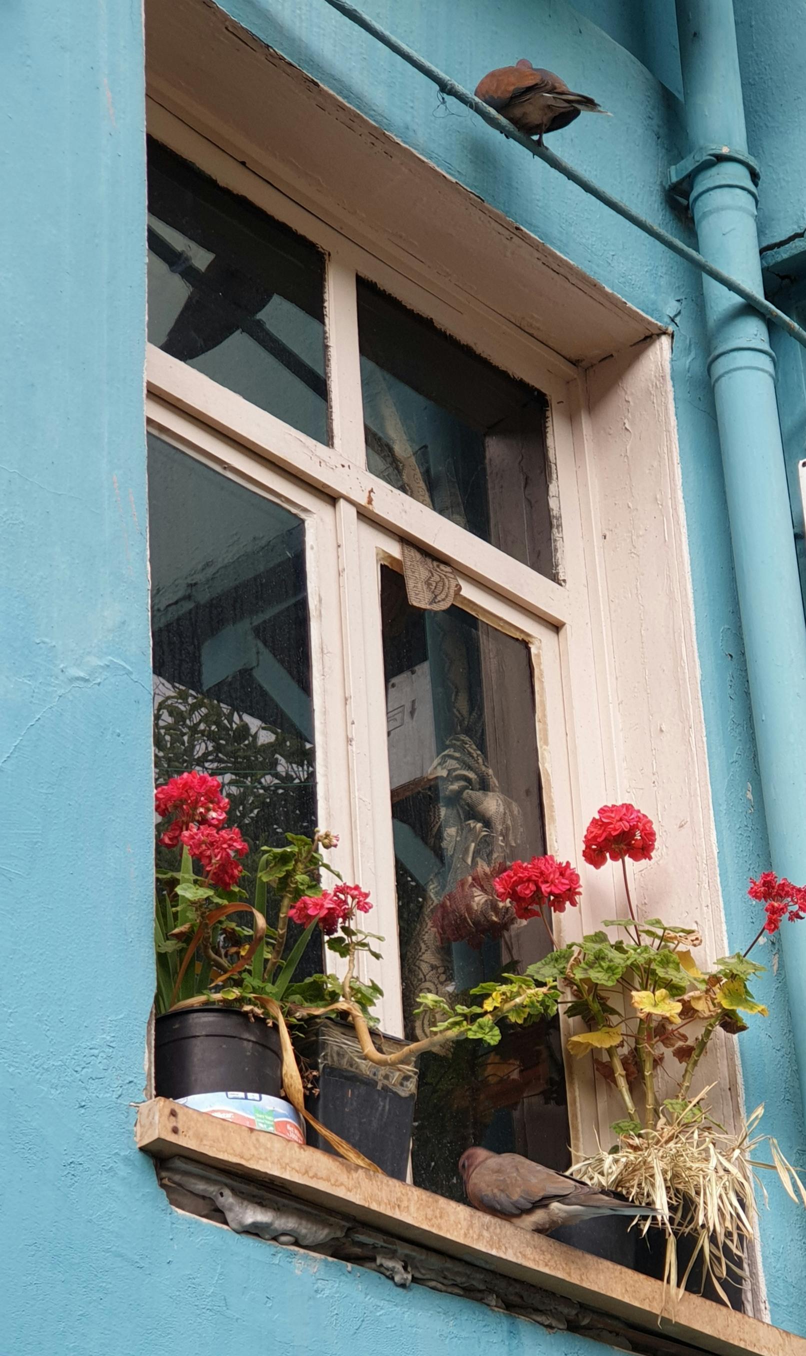 Plants behind Windows · Free Stock Photo