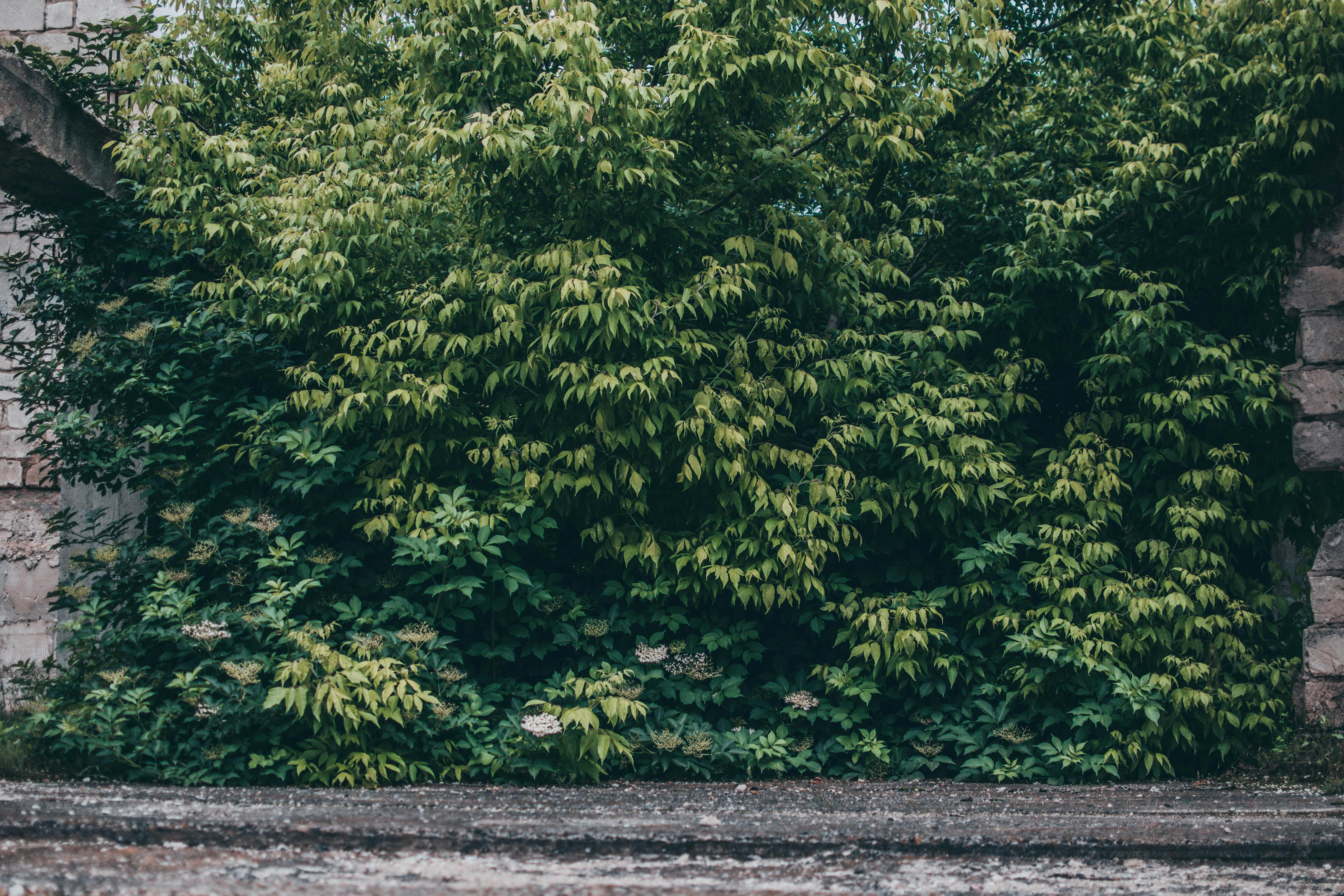 Empty Green and White Concrete Bleachers Near Brown Leaf Tree at ...