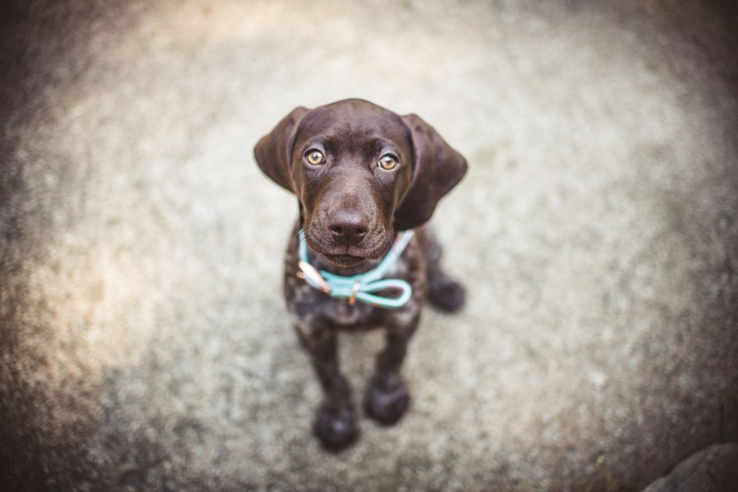 Managing Pes Varus in Dachshunds: A Comprehensive Guide