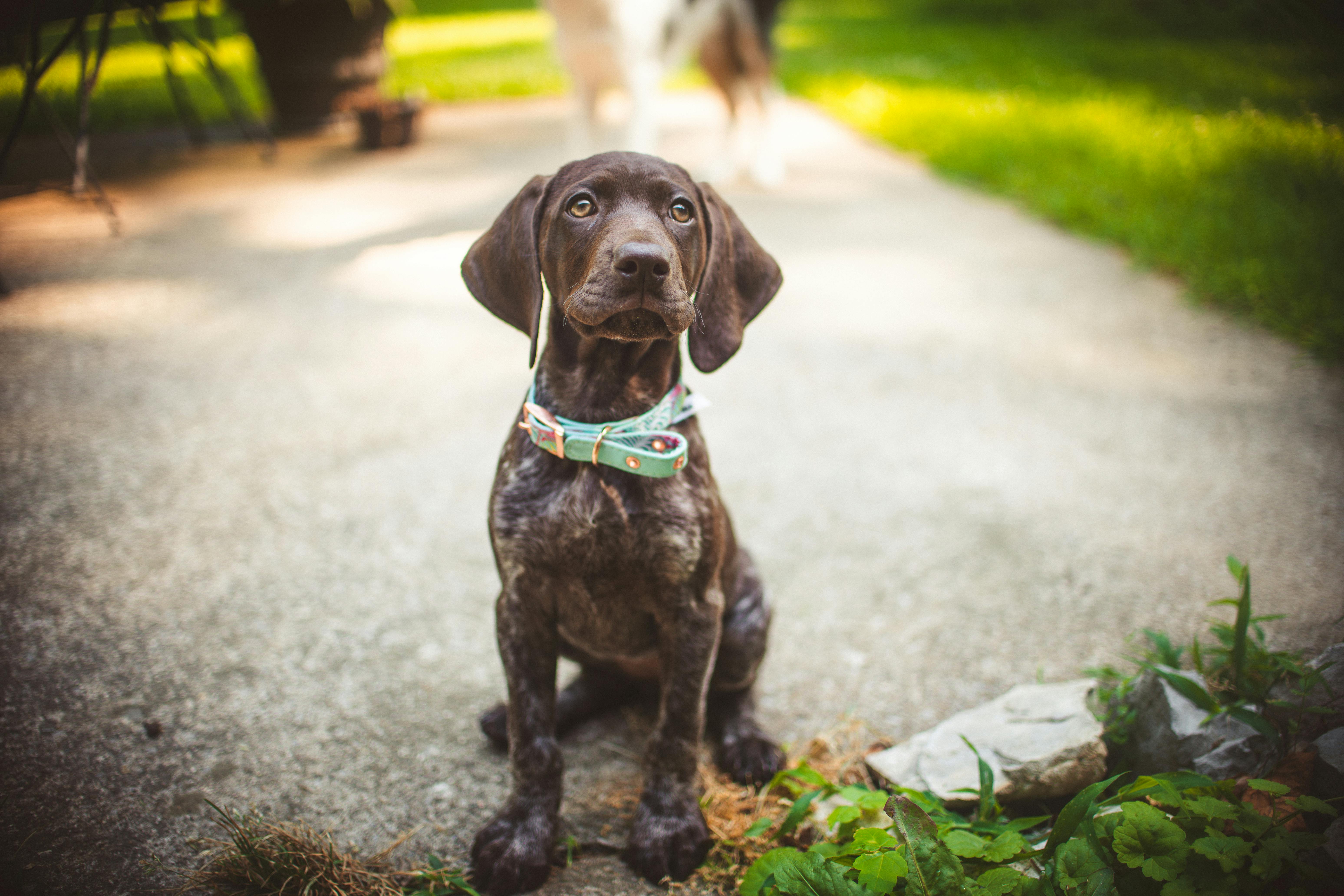Photo of a Brown Dog · Free Stock Photo
