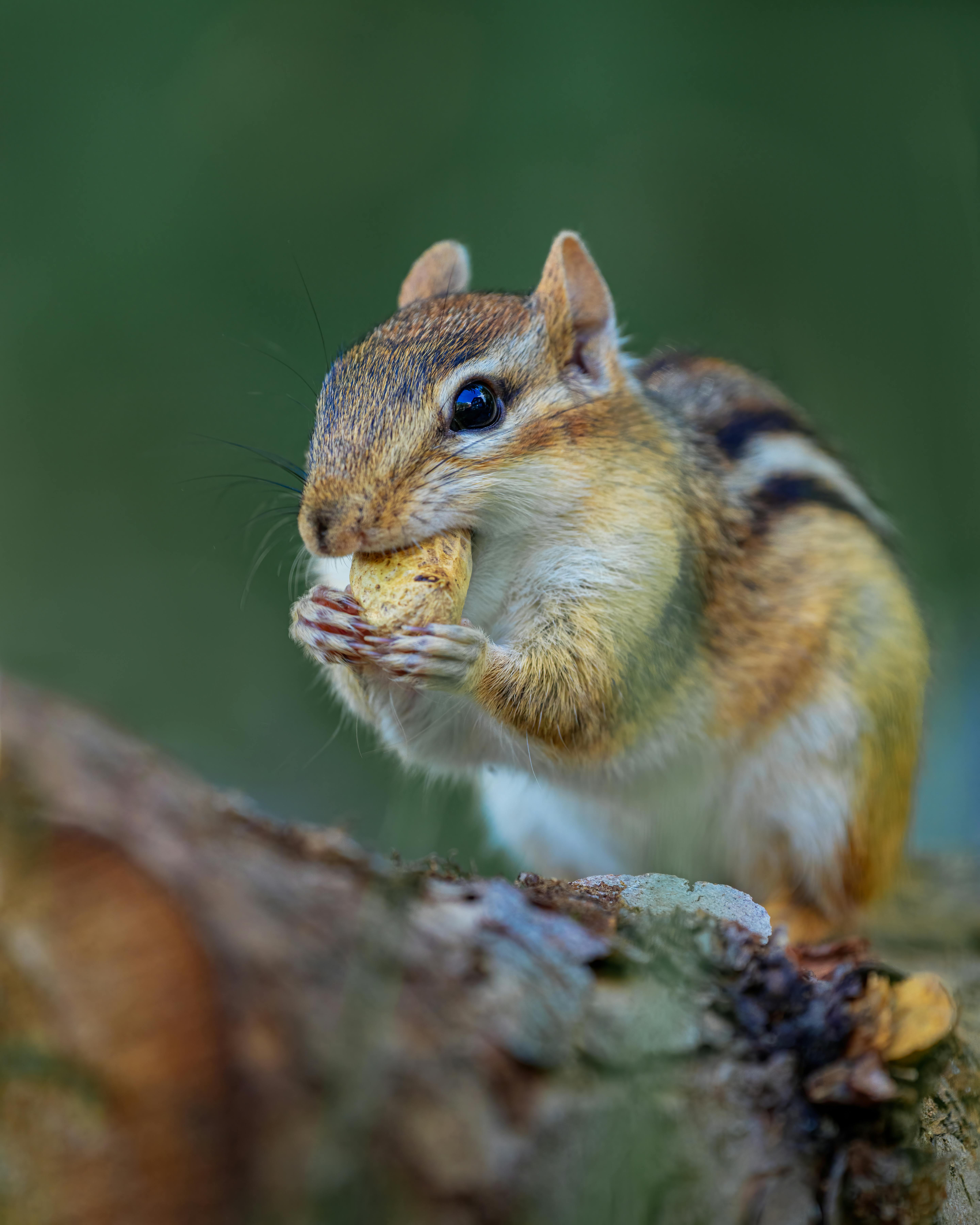 Chipmunk in Close Up Photography · Free Stock Photo
