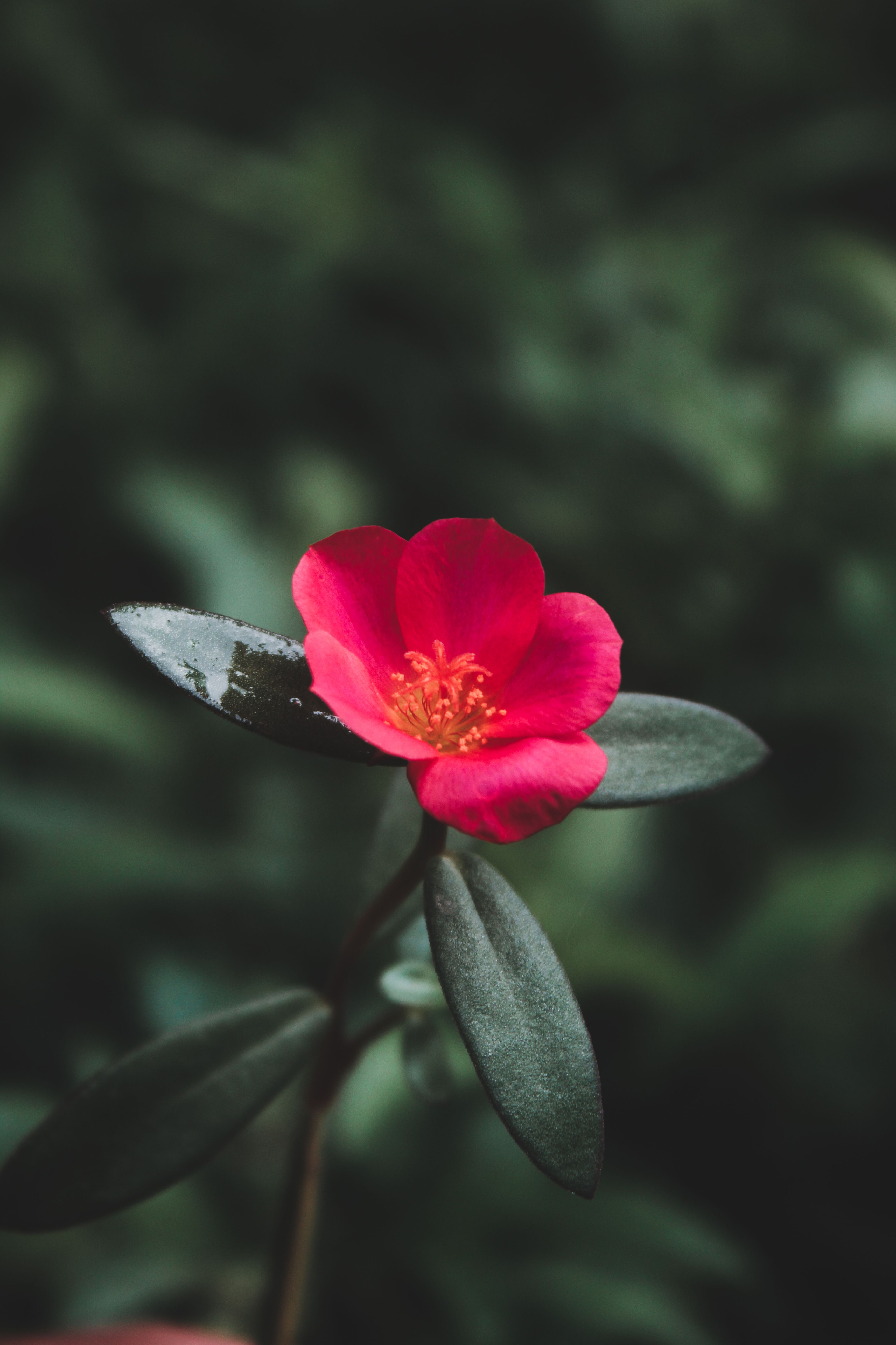 Camellia Background Photos, Download The BEST Free Camellia Background ...