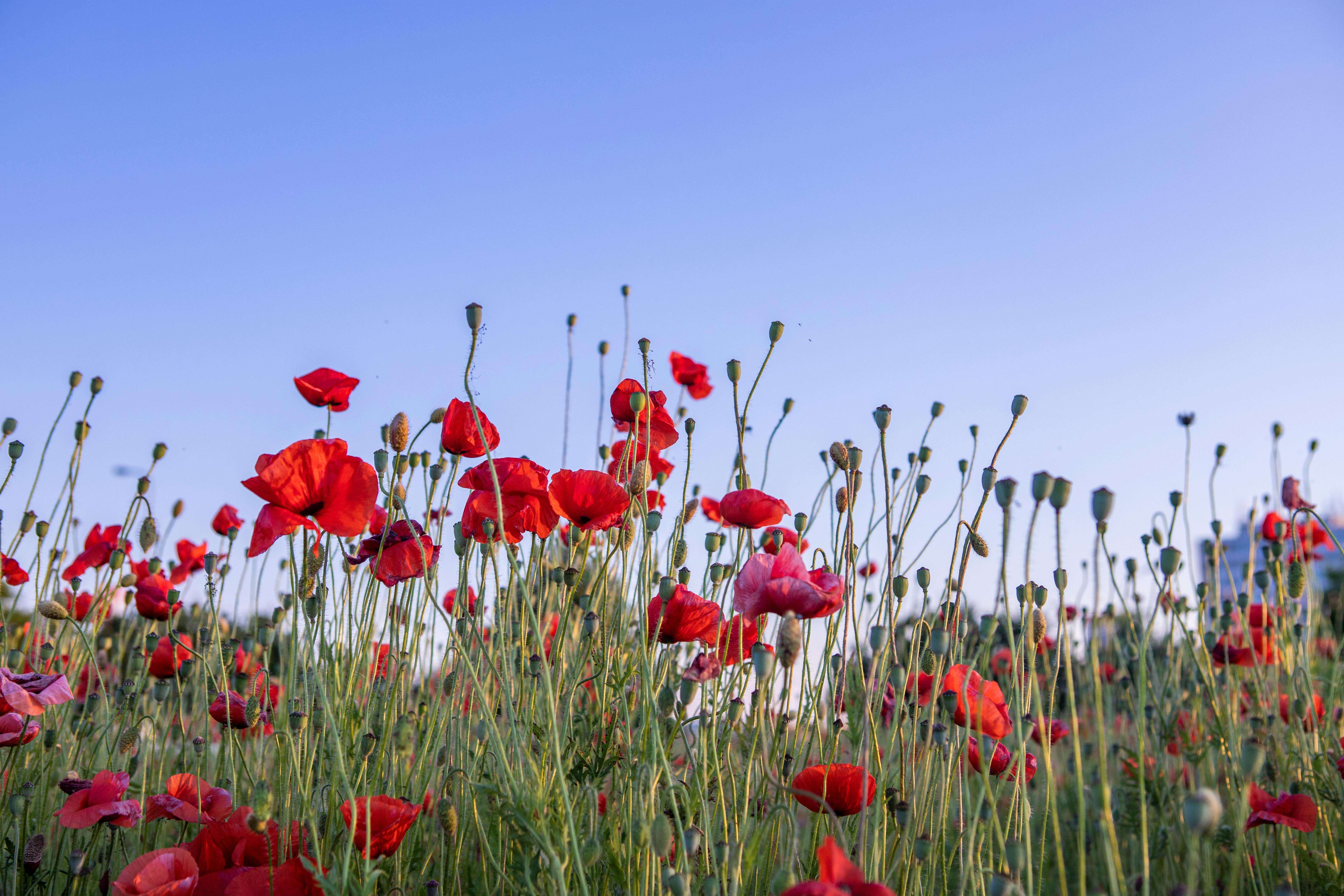 Field of Poppies · Free Stock Photo