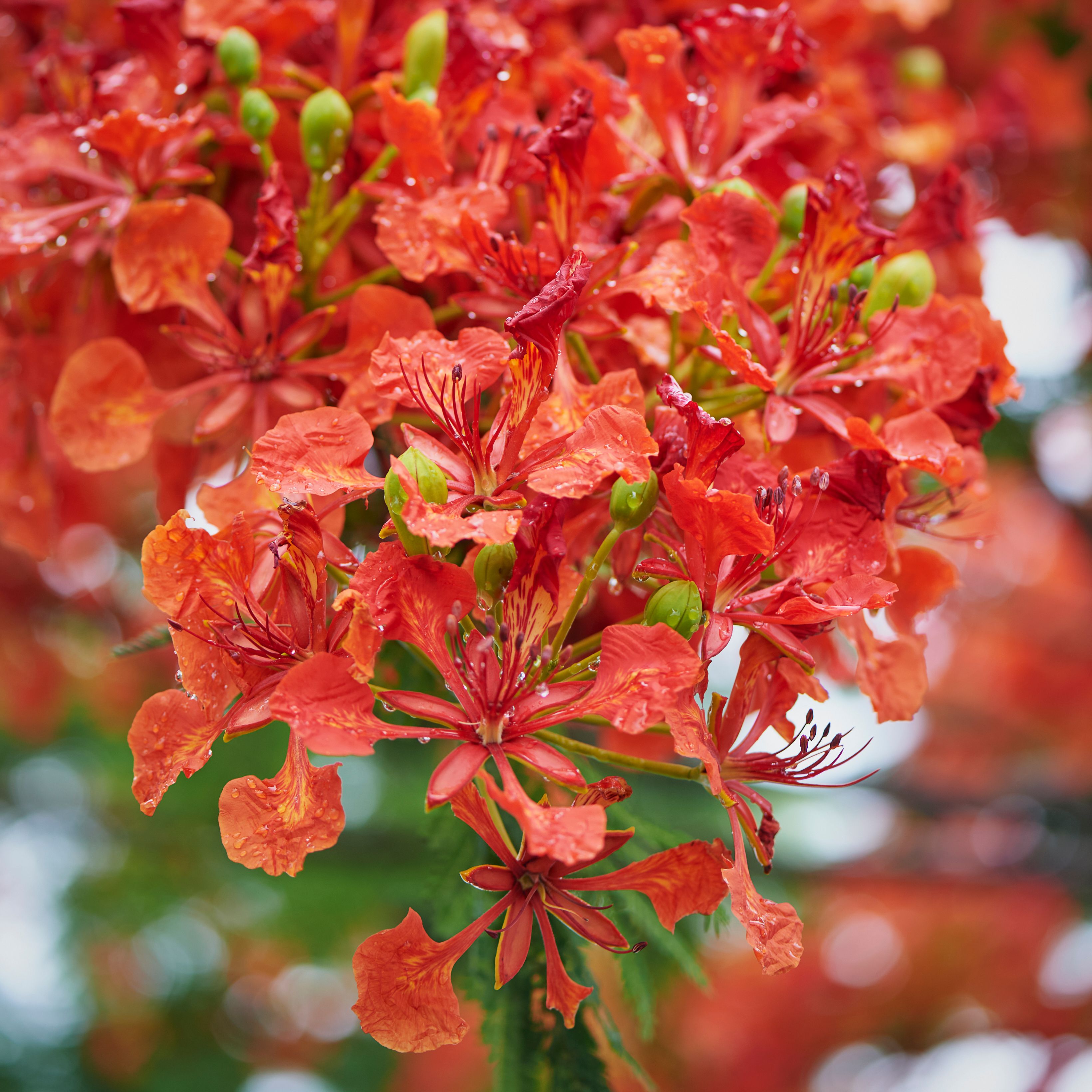 Close-Up Shot of Red Flowers in Bloom · Free Stock Photo