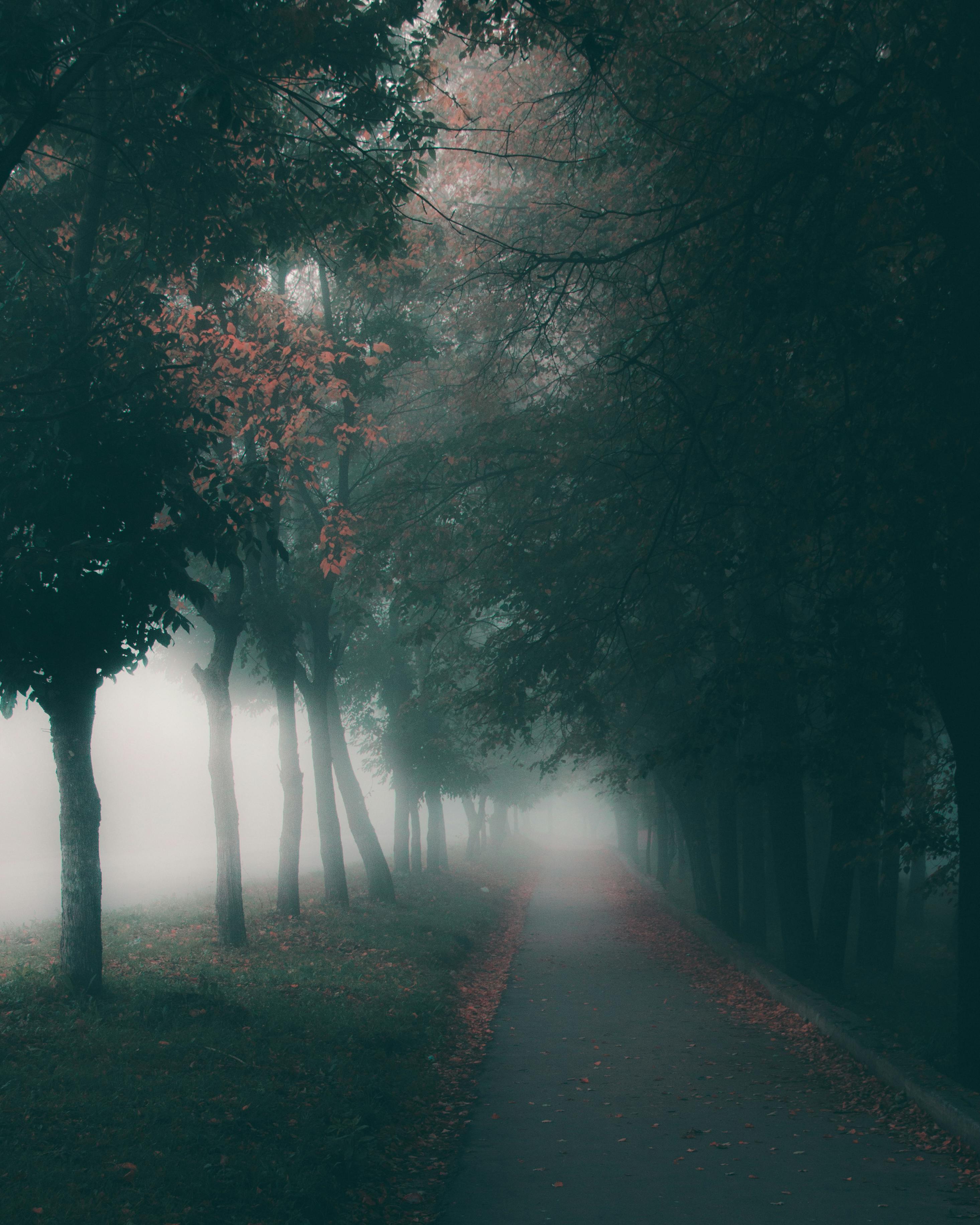 Person Walking on a Pathway at Night · Free Stock Photo