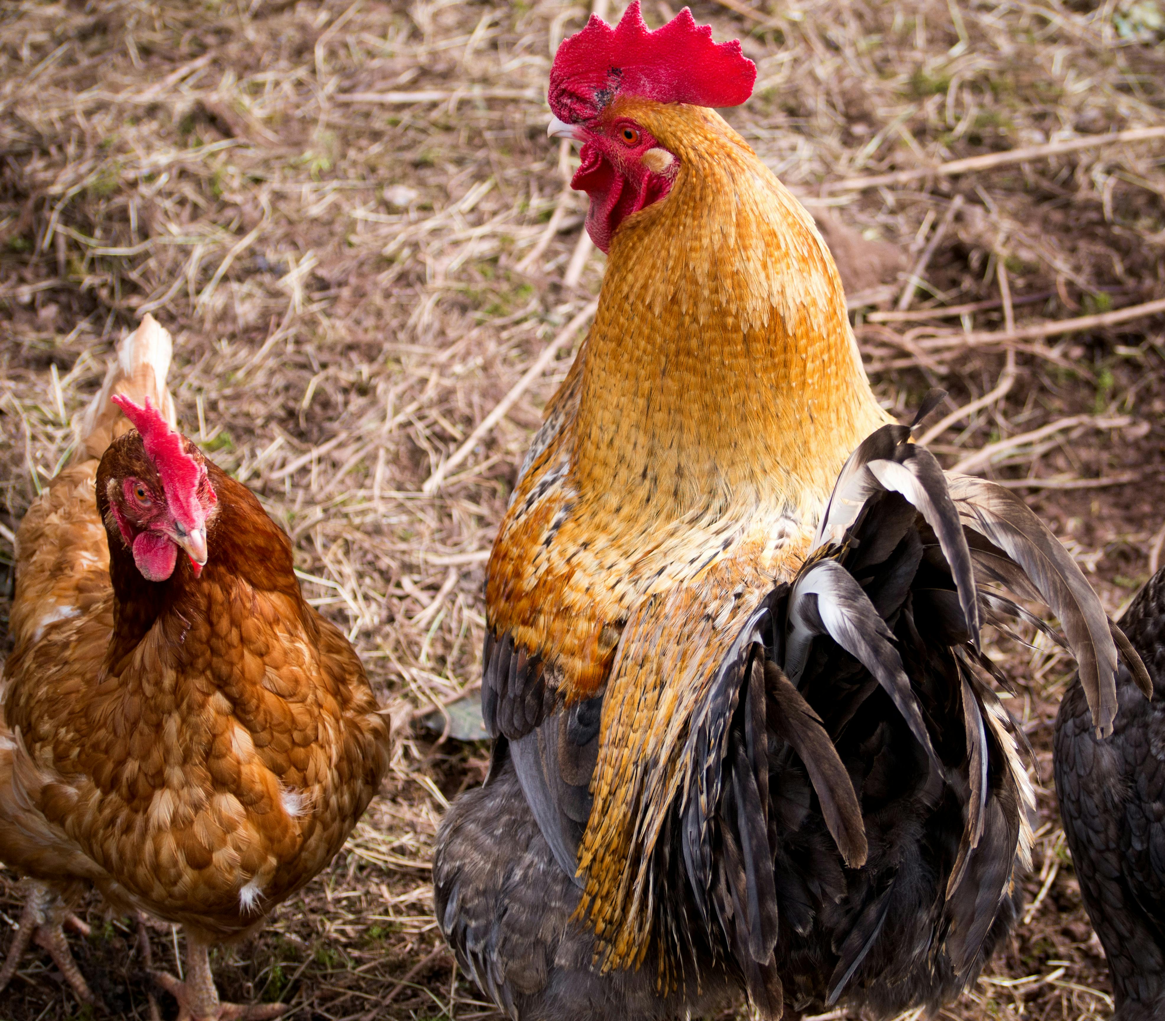 Free stock photo of chicken, cockerell, farm