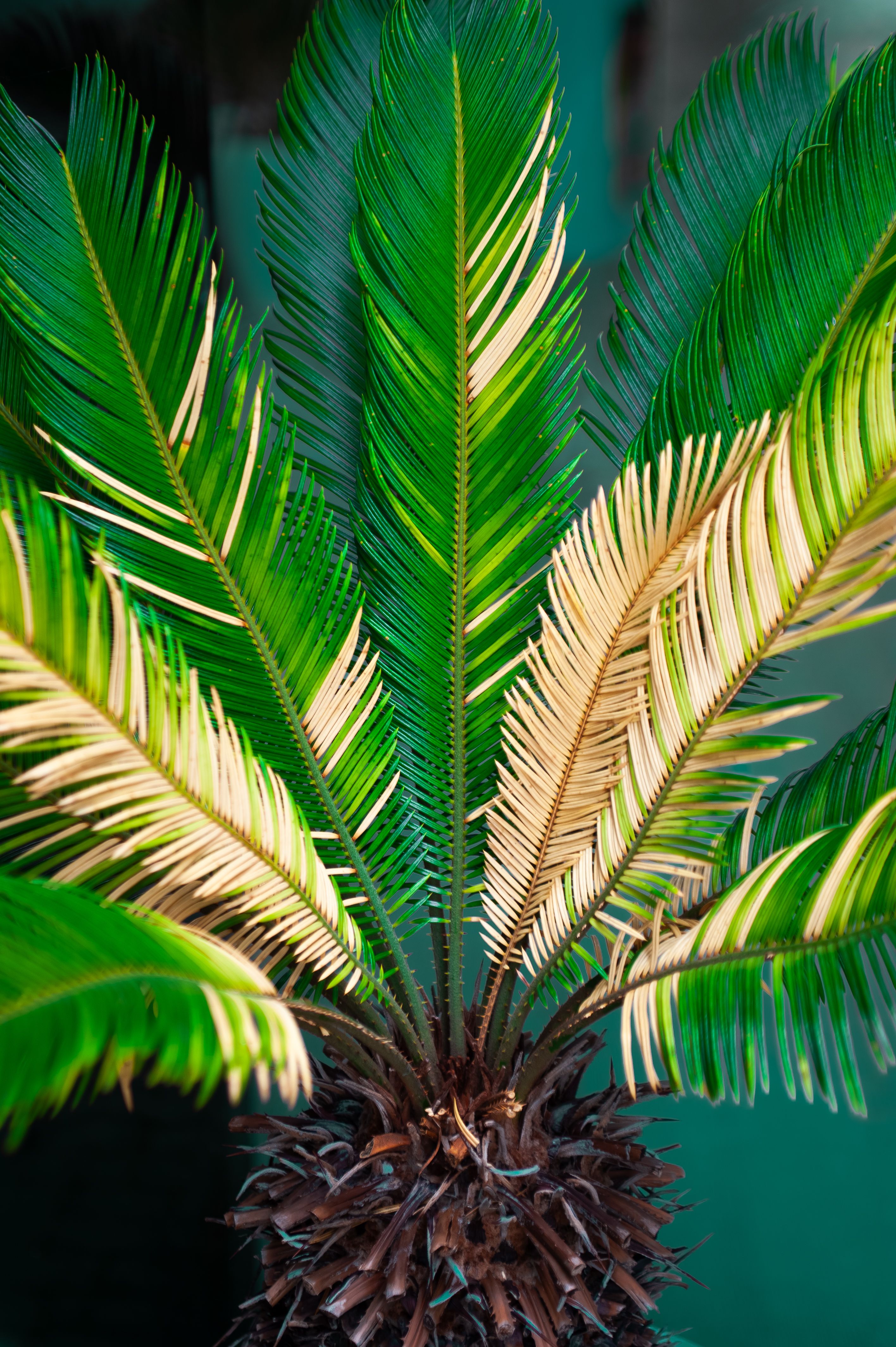 Sago Palm Leaves in front of a White Wall · Free Stock Photo